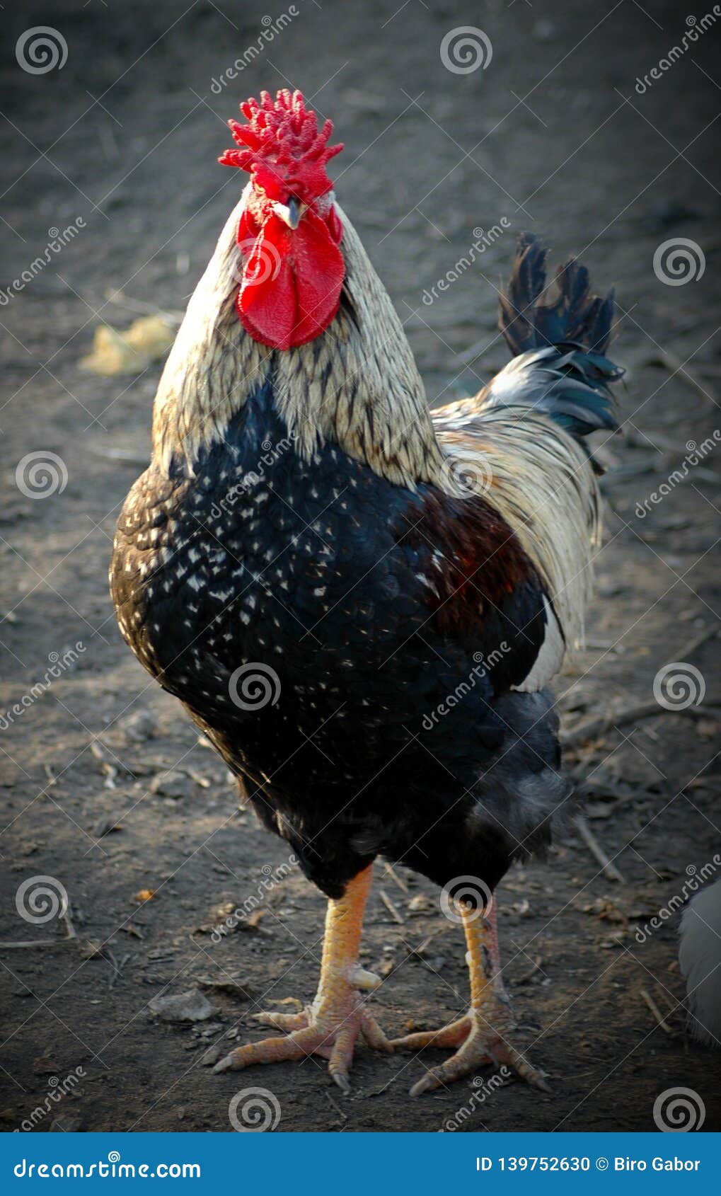 Gallo blanco y negro foto de archivo. Imagen de agricultura - 139752630