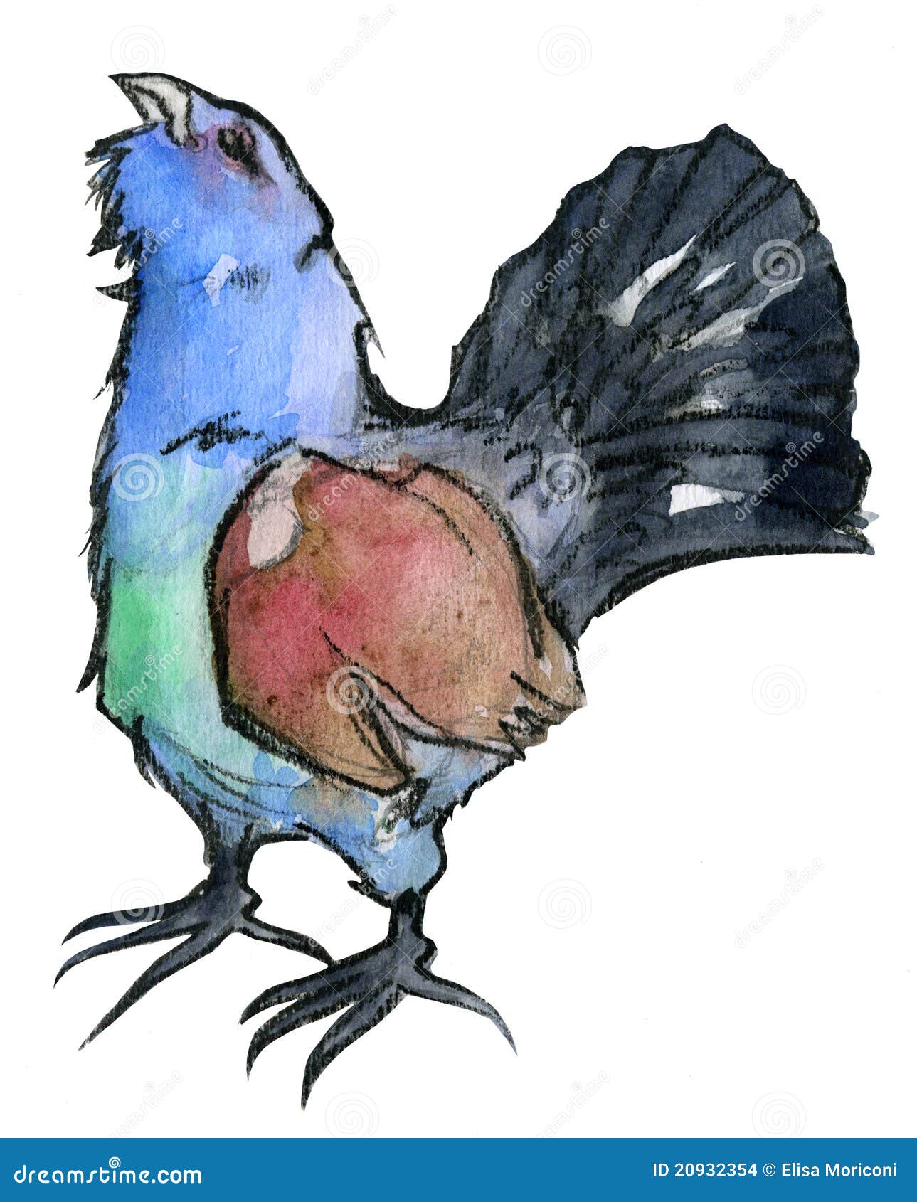 Gallo Cedrone Occidentale Isolato Su Bianco Illustrazione di Stock ...