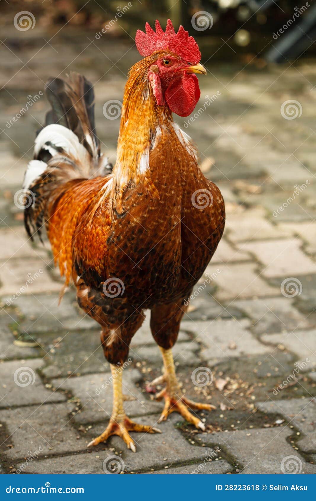 Gallo coloreado brillante foto de archivo. Imagen de ardiente - 28223618