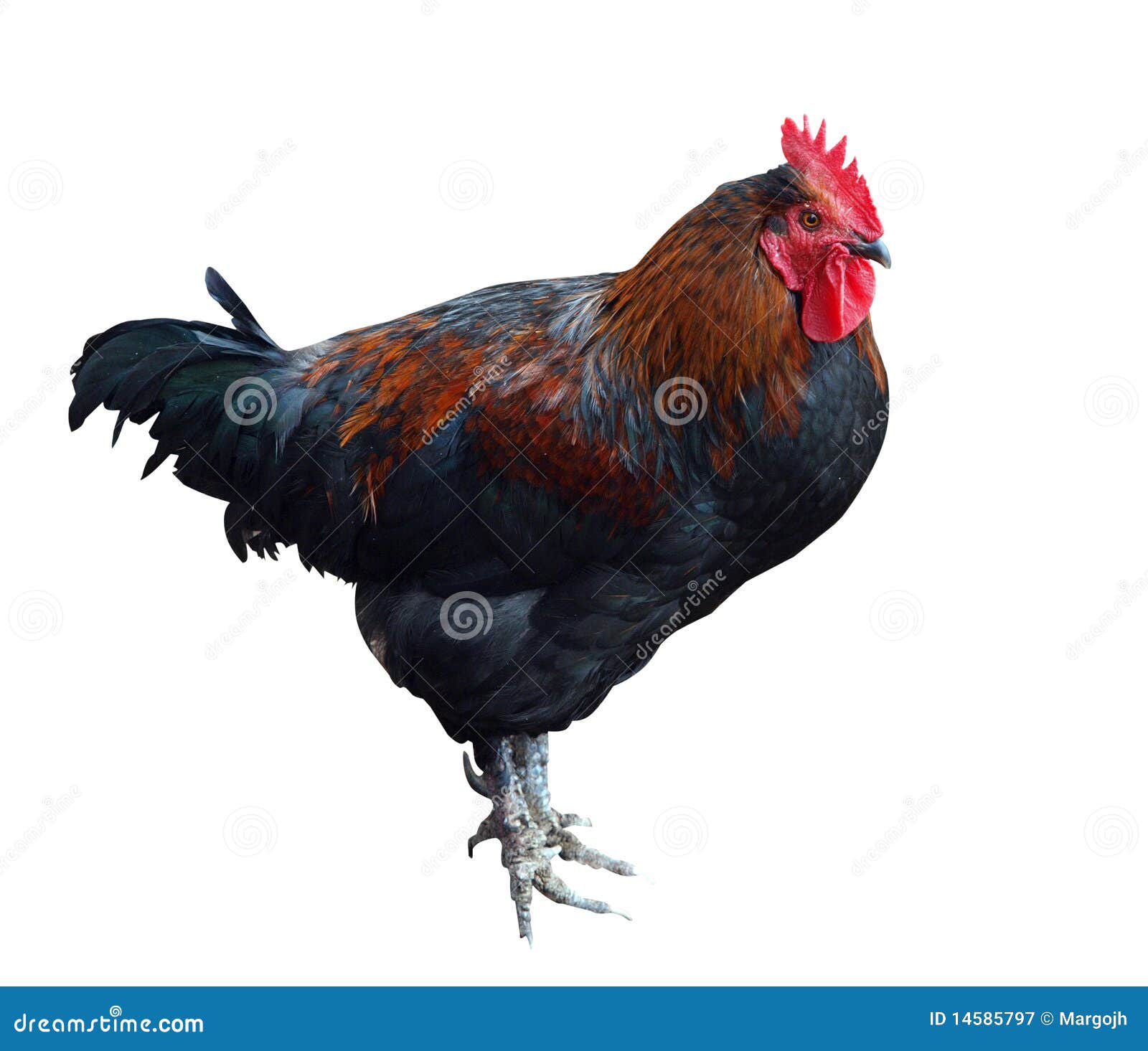 Gallo colorido imagen de archivo. Imagen de cierre, animal - 14585797