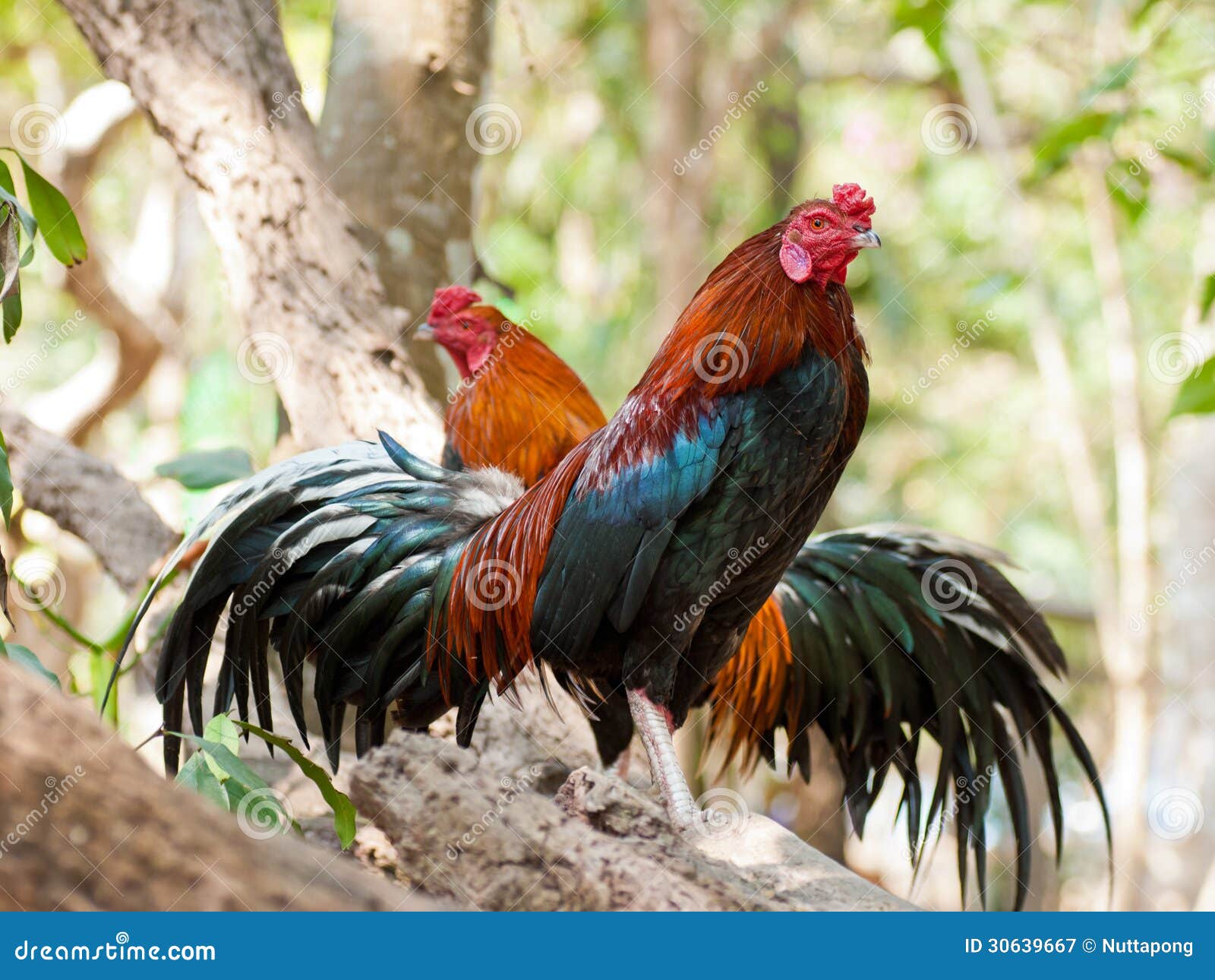 Gallo colorido imagen de archivo. Imagen de colorido - 30639667