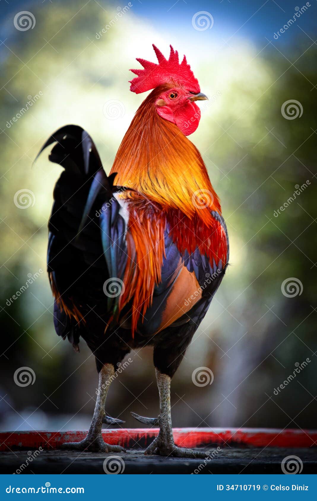 Gallo colorido imagen de archivo. Imagen de pista, exterior - 34710719