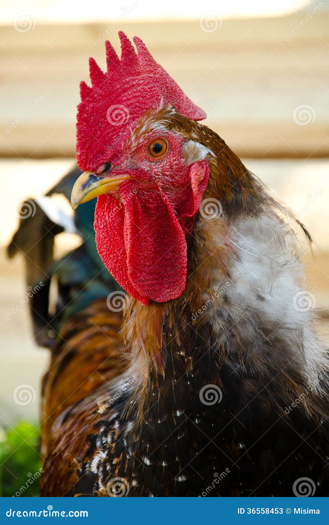 Gallo colorido imagen de archivo. Imagen de agricultura - 36558453