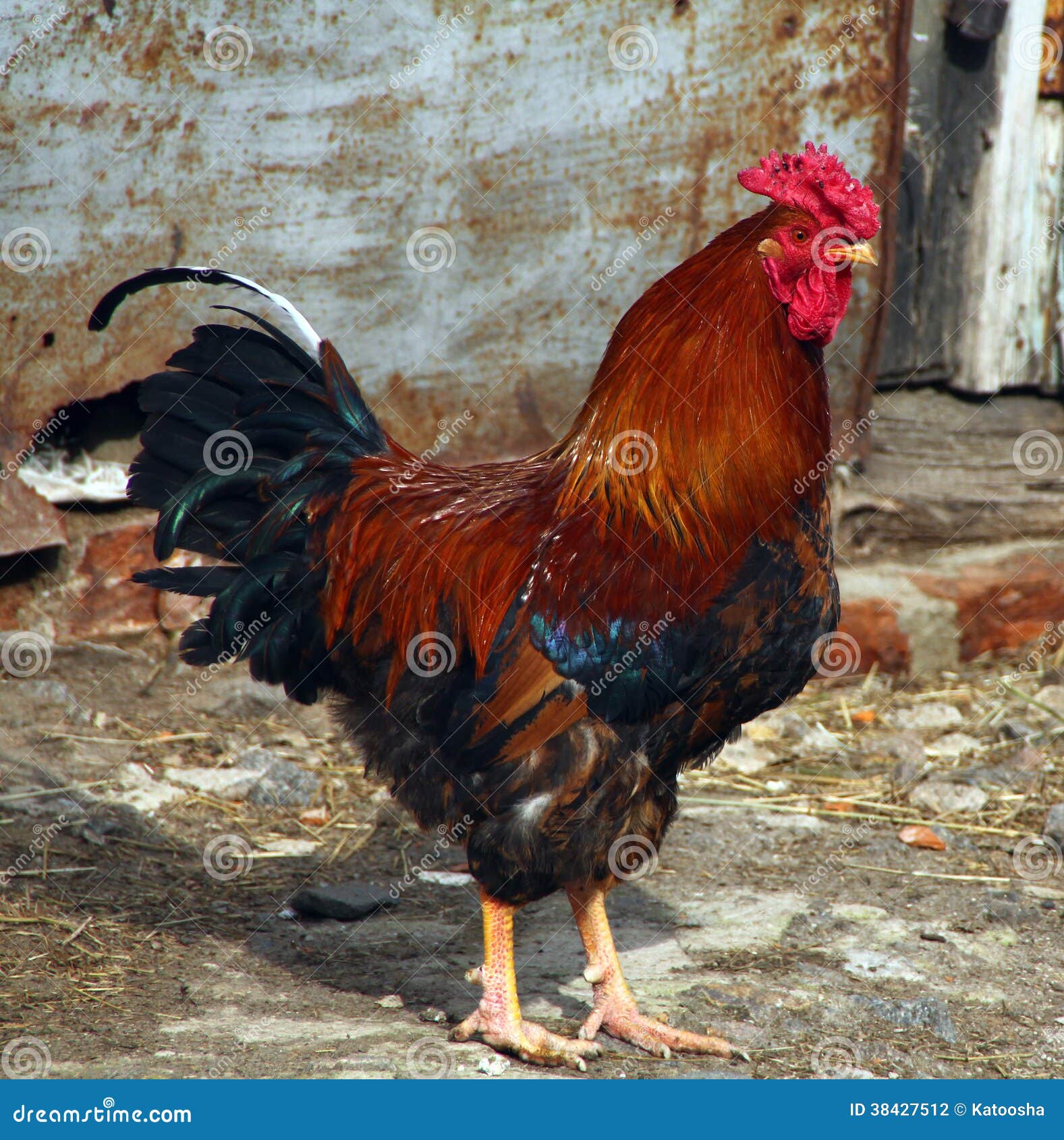 Gallo colorido foto de archivo. Imagen de agroindustria - 38427512
