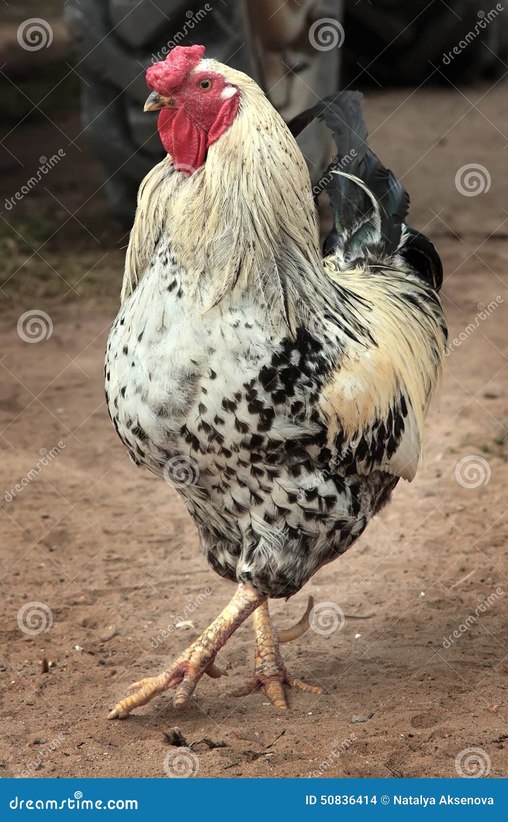 Gallo colorido foto de archivo. Imagen de abigarrado - 50836414