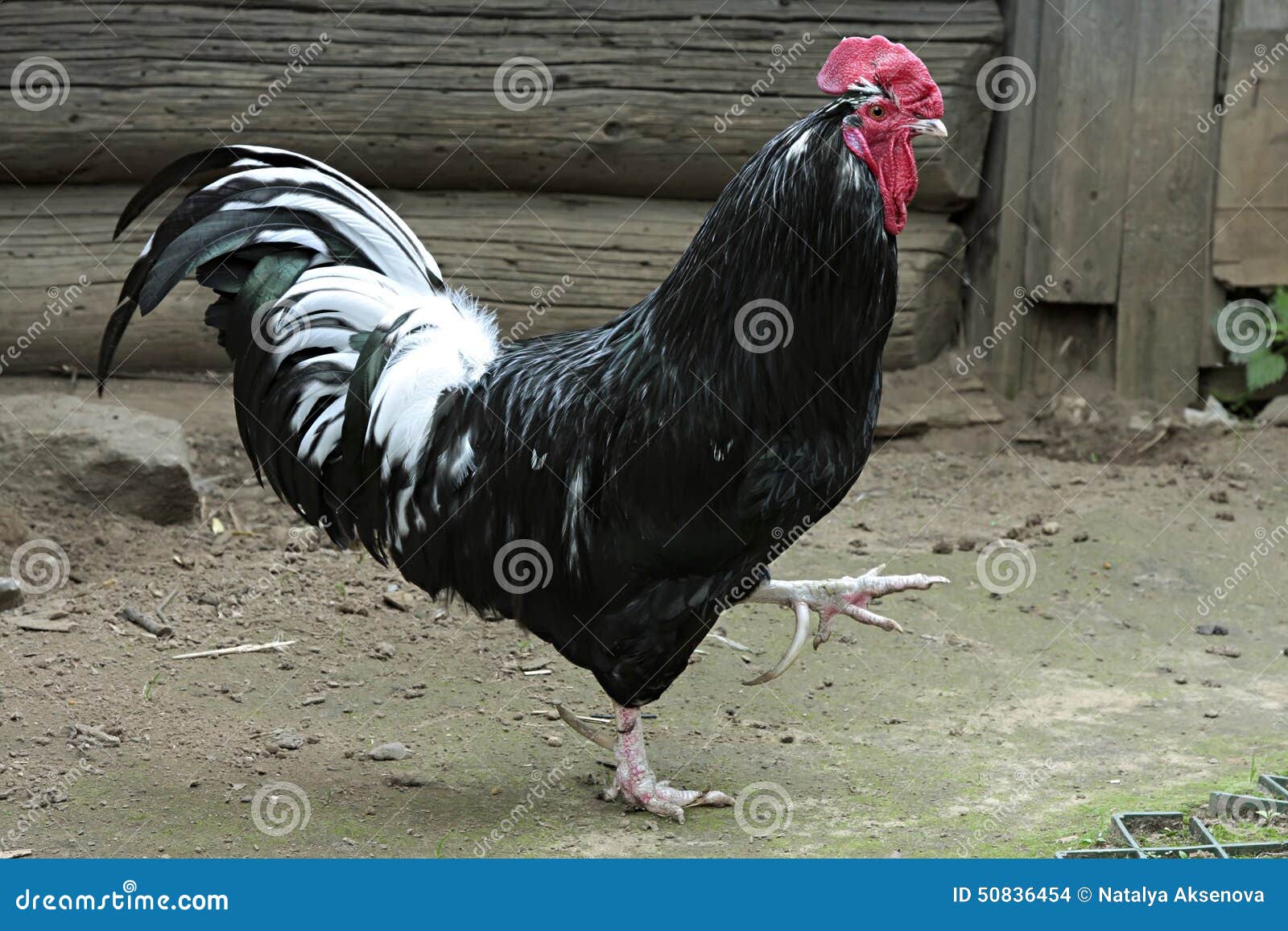 Gallo colorido foto de archivo. Imagen de gallina, rojo - 50836454