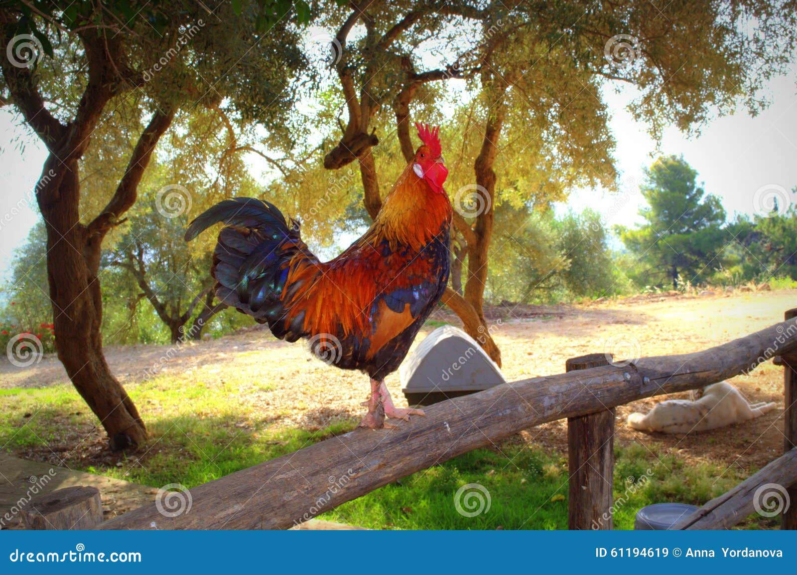 Gallo colorido imagen de archivo. Imagen de grifo, retrato - 61194619