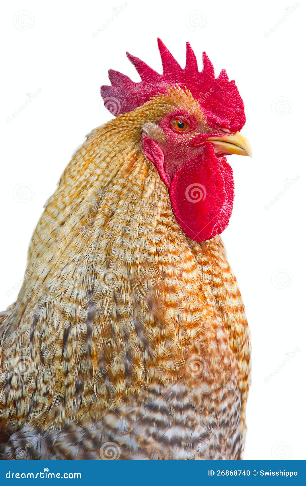 Gallo Colorido Aislado En Blanco Foto de archivo - Imagen de poultry ...