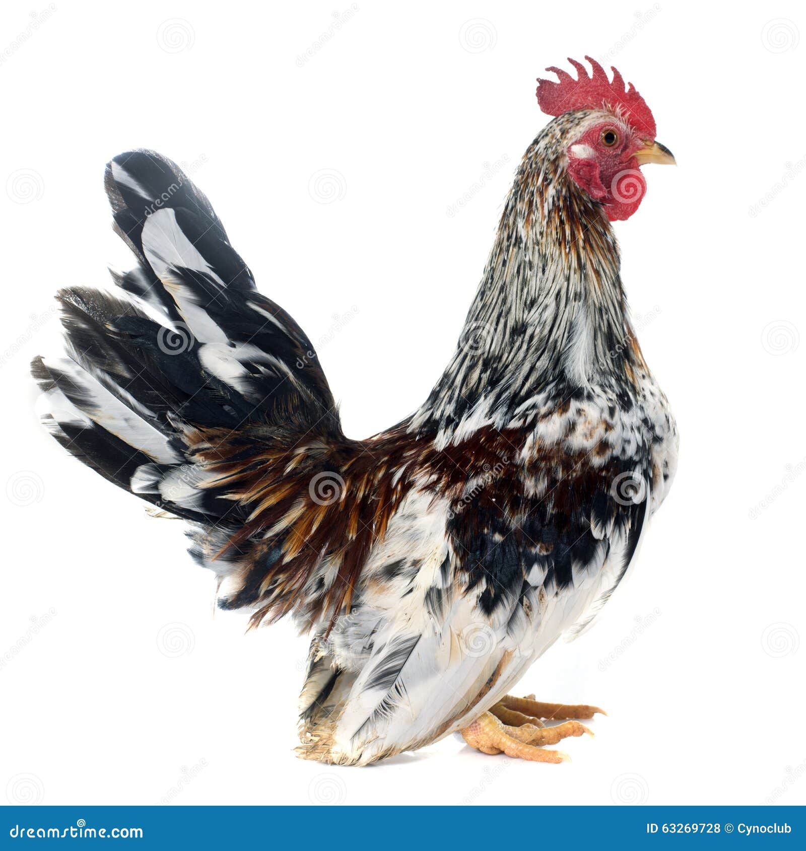 Gallo colorido del serama foto de archivo. Imagen de gallo - 63269728