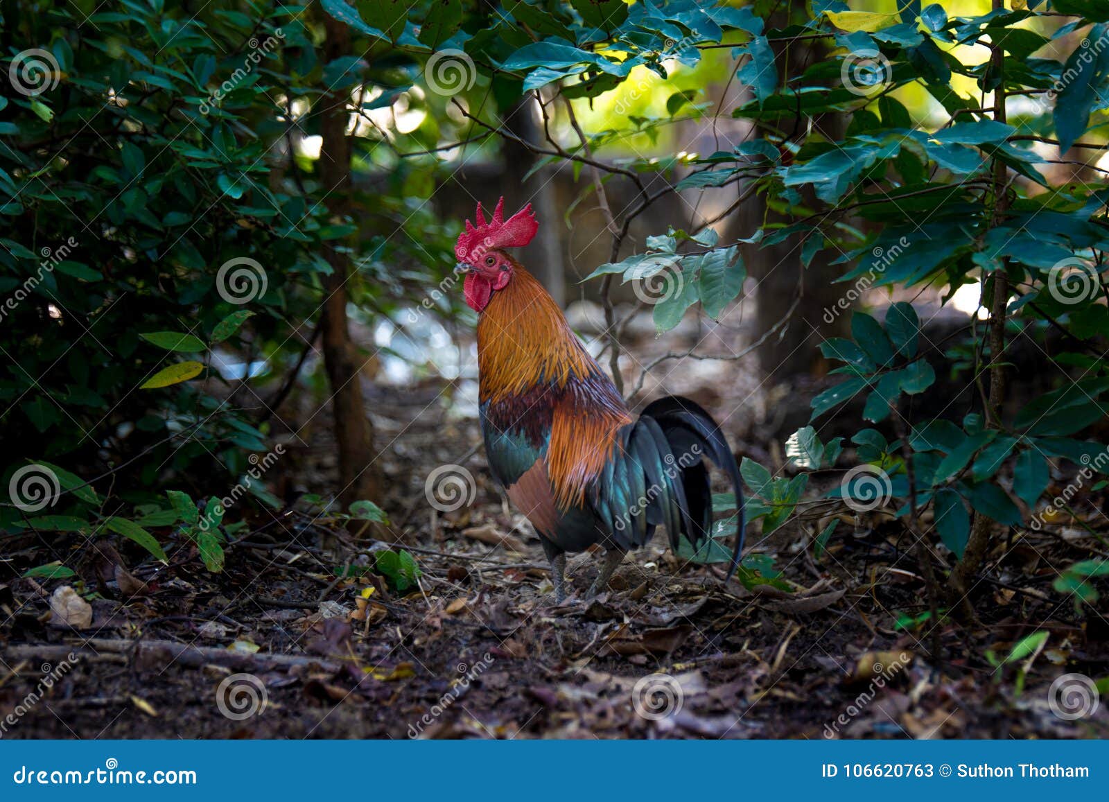 Gallo Colorido En El Soporte Imagen de archivo - Imagen de polluelo ...