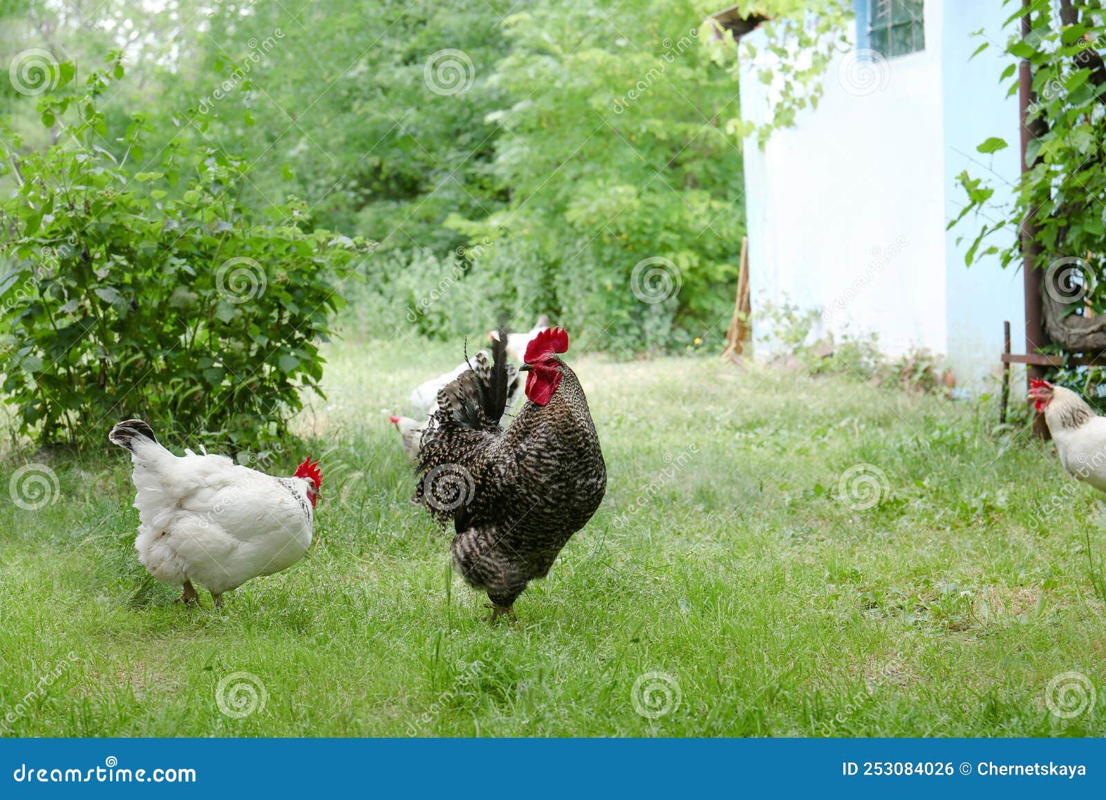 Gallo Con Gallinas En El Corral Foto de archivo - Imagen de crianza ...