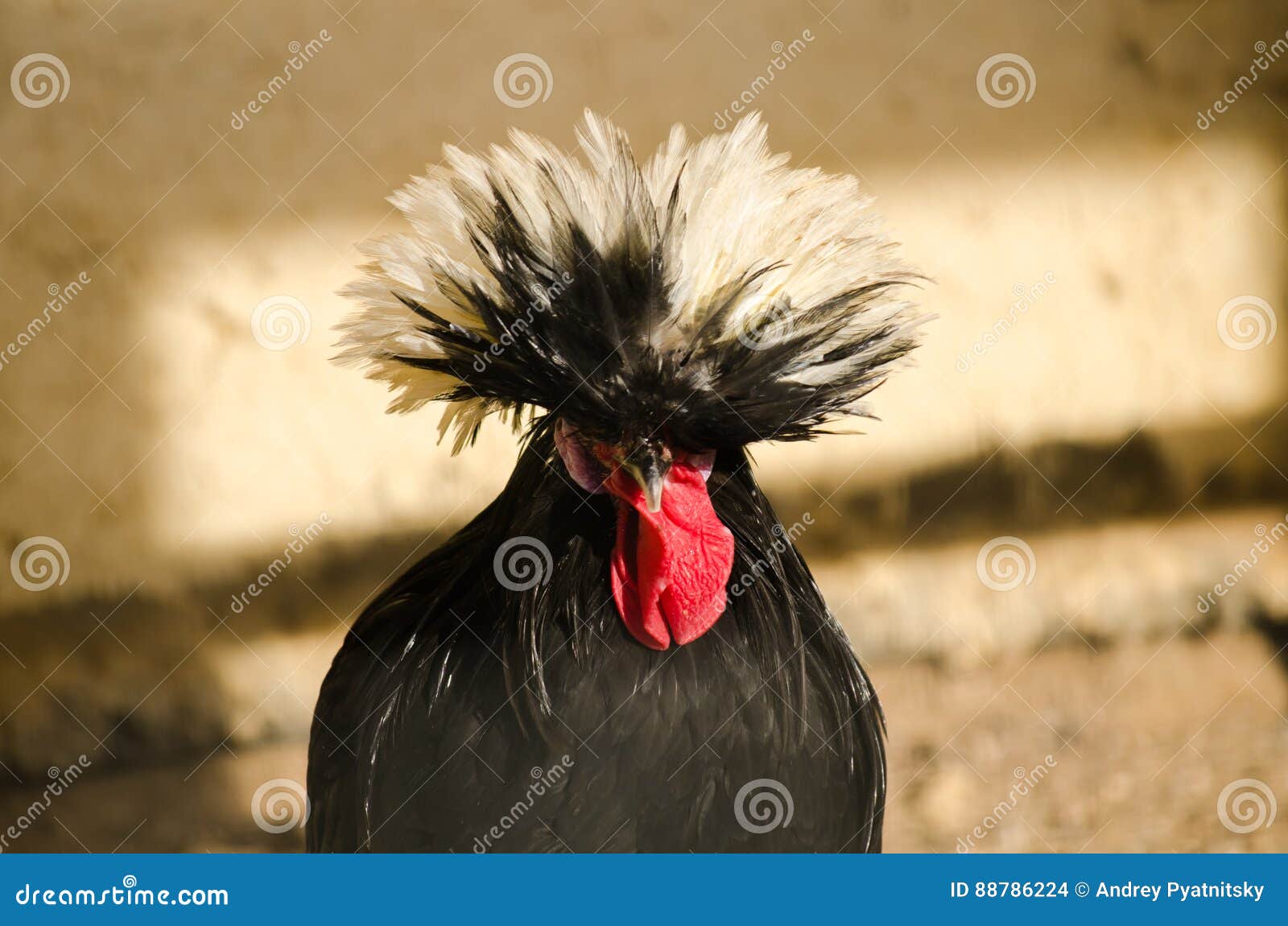 Gallo Con Un Penacho Enorme Foto de archivo - Imagen de granja ...