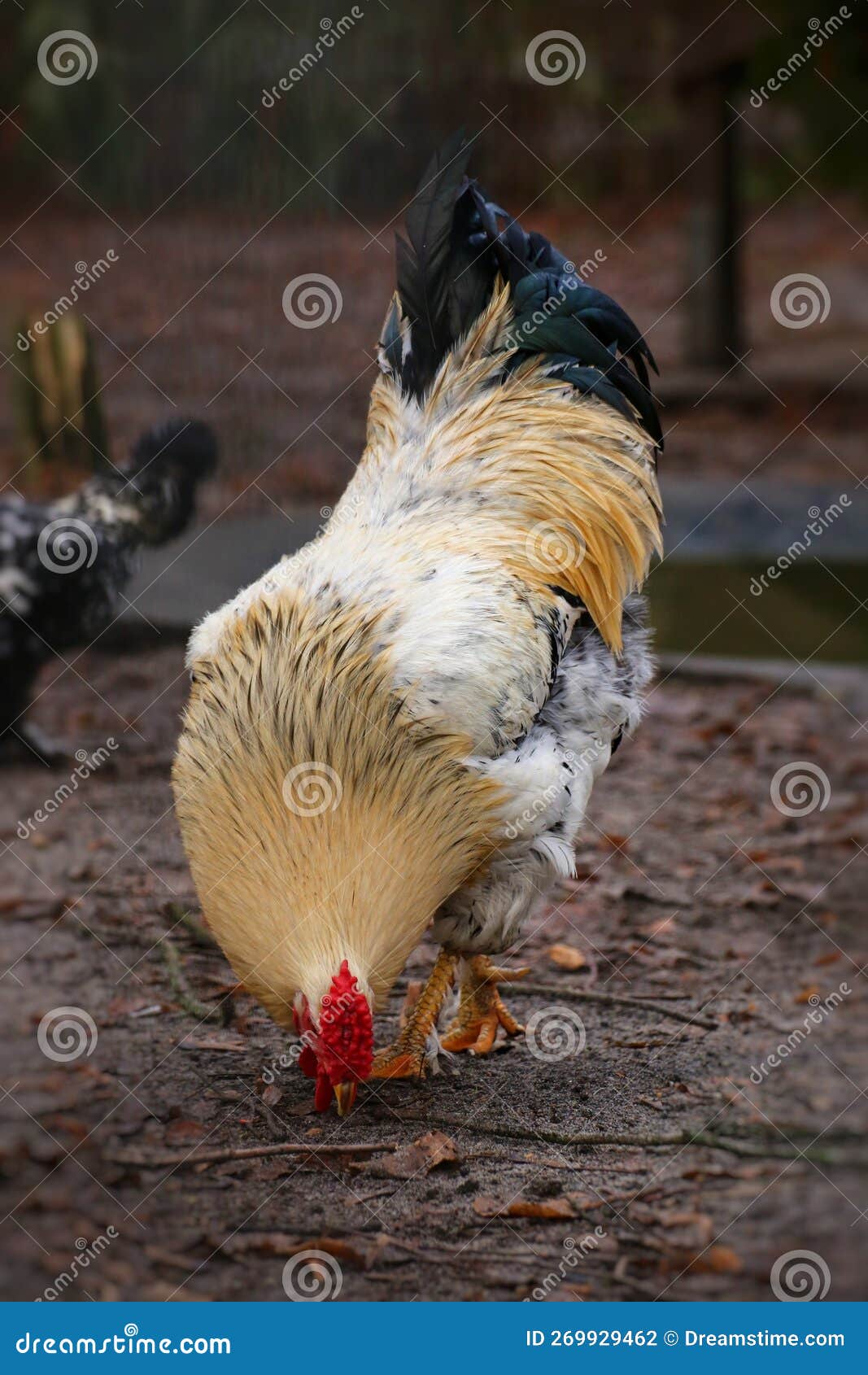 Gallo De Brahma Buscando Comida En El Suelo Foto de archivo - Imagen de granja, desviar: 269929462