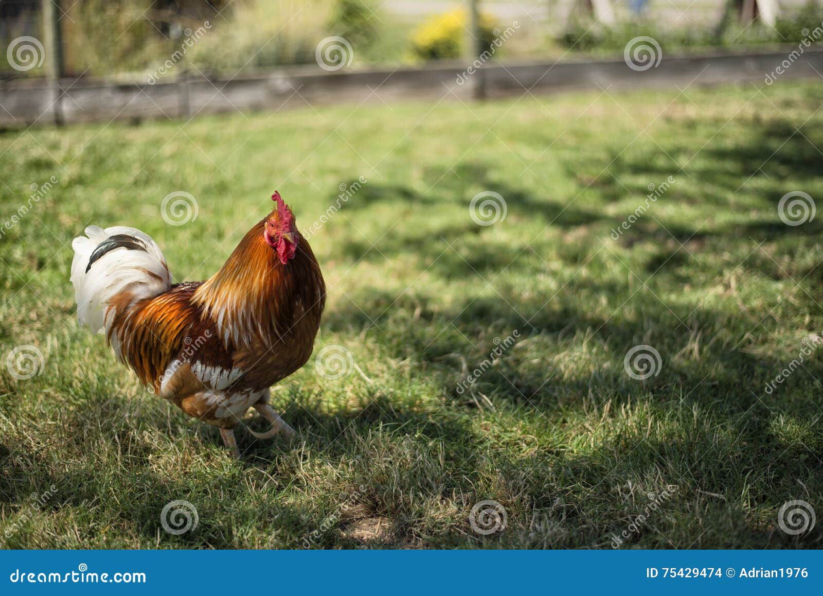 Gallo De Brown, Cola Blanca Foto de archivo - Imagen de negro, granja ...
