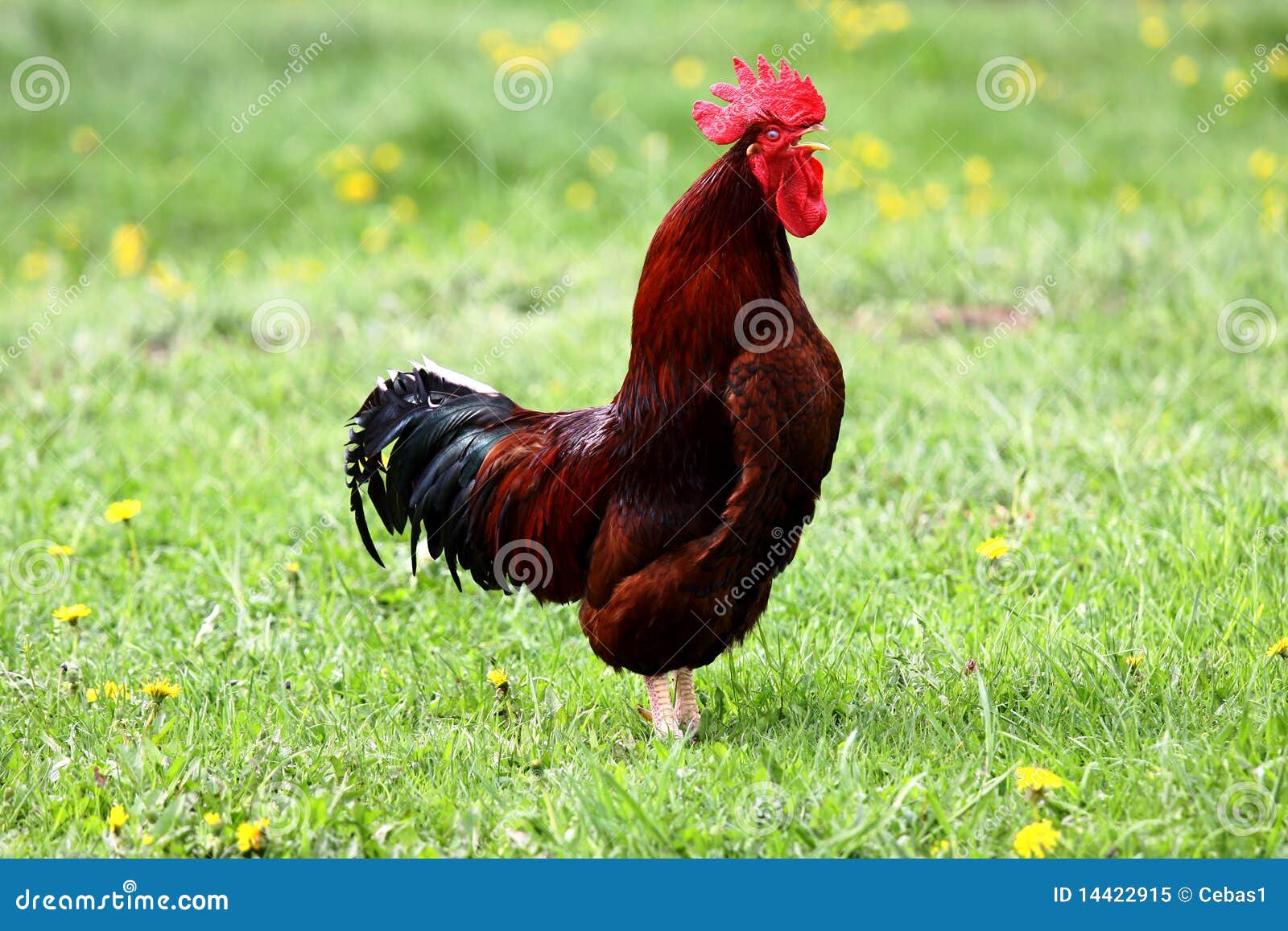 Gallo de cacareo imagen de archivo. Imagen de prado, retrato - 14422915
