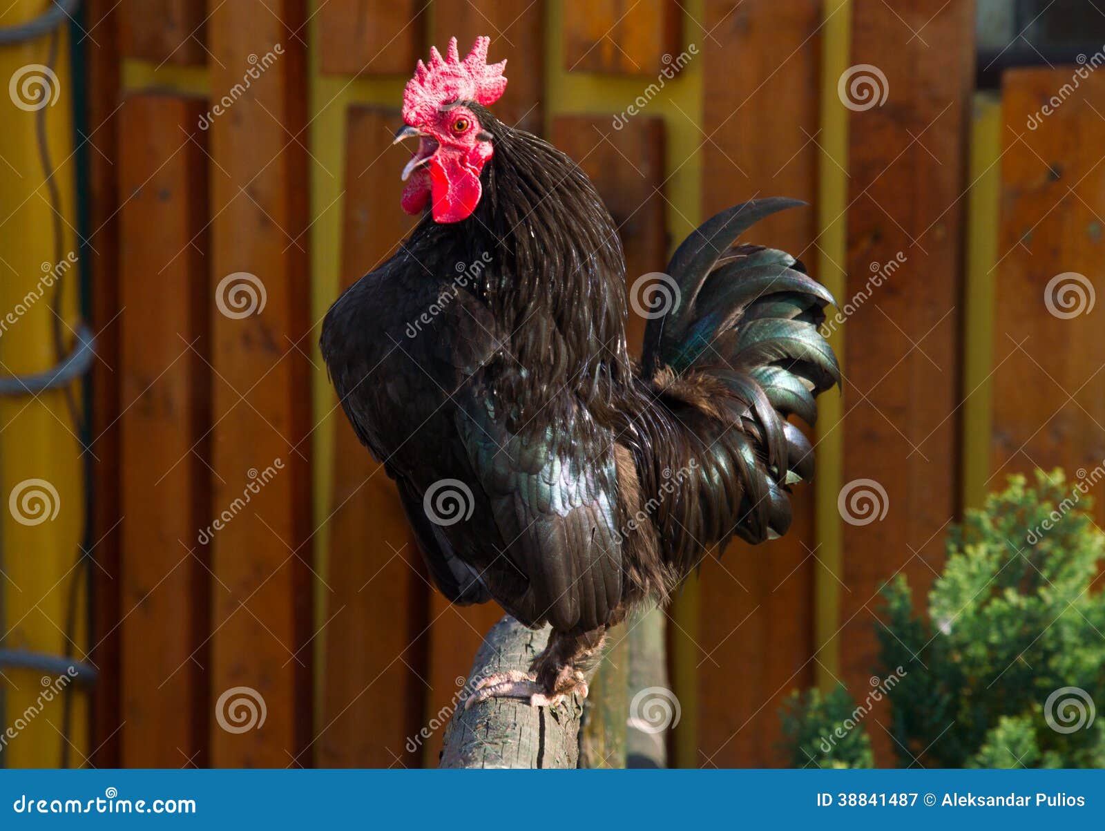 Gallo de cacareo imagen de archivo. Imagen de plumas - 38841487