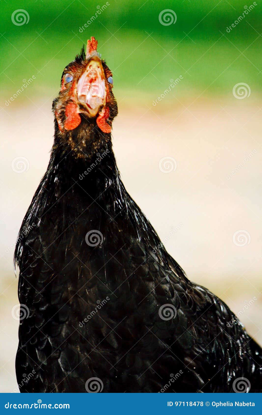 Gallo de cacareo foto de archivo. Imagen de ardiente - 97118478