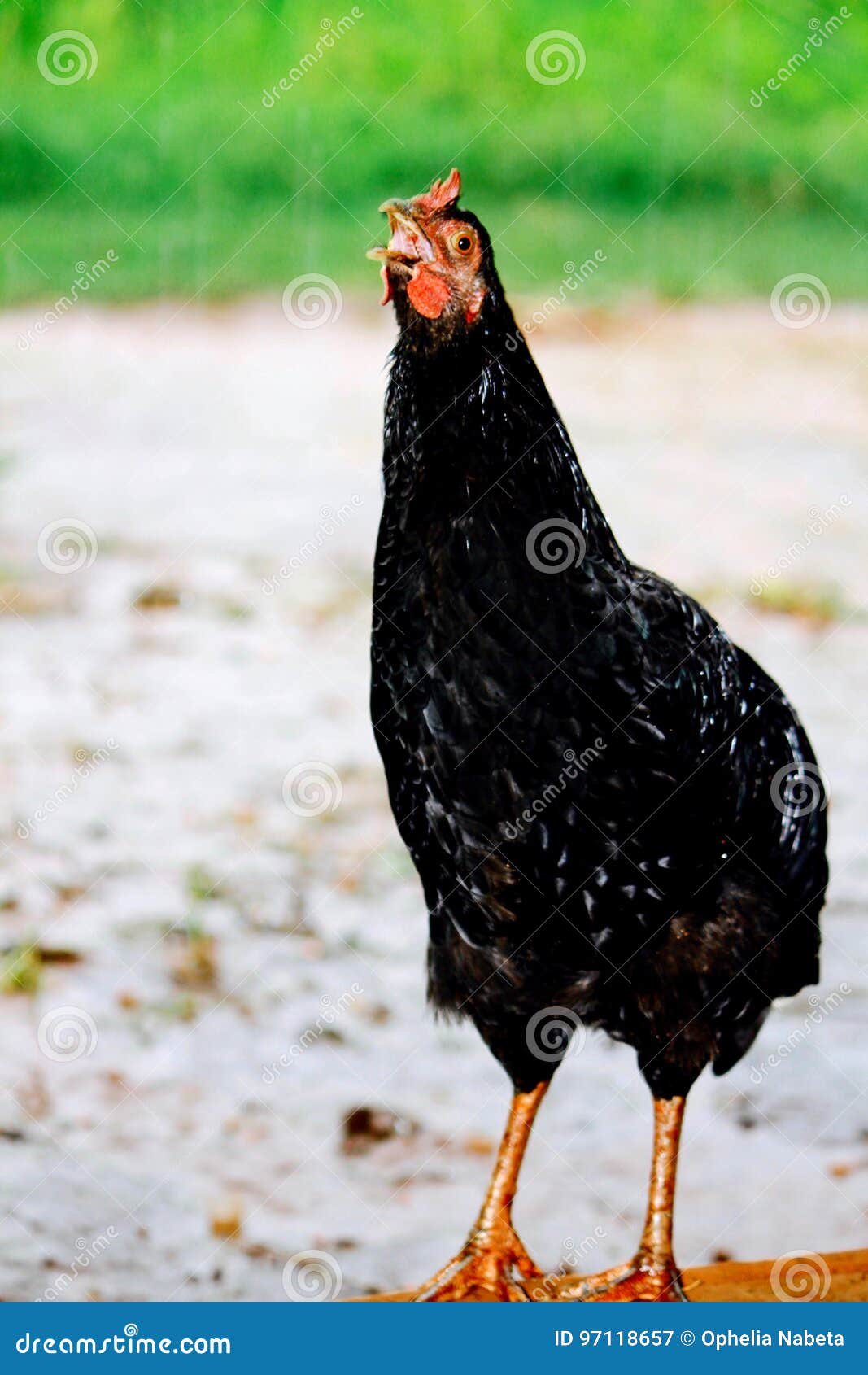 Gallo de cacareo imagen de archivo. Imagen de poultry - 97118657