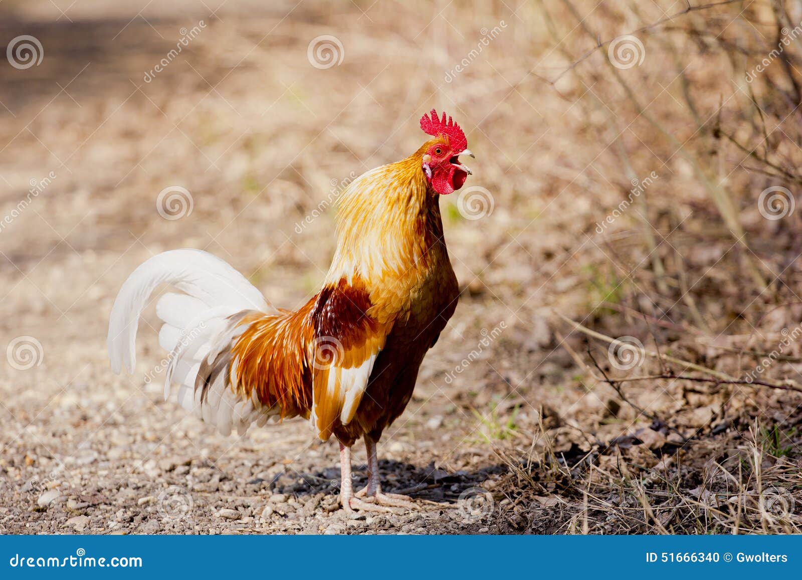 Gallo de cacareo en granja foto de archivo. Imagen de gallo - 51666340