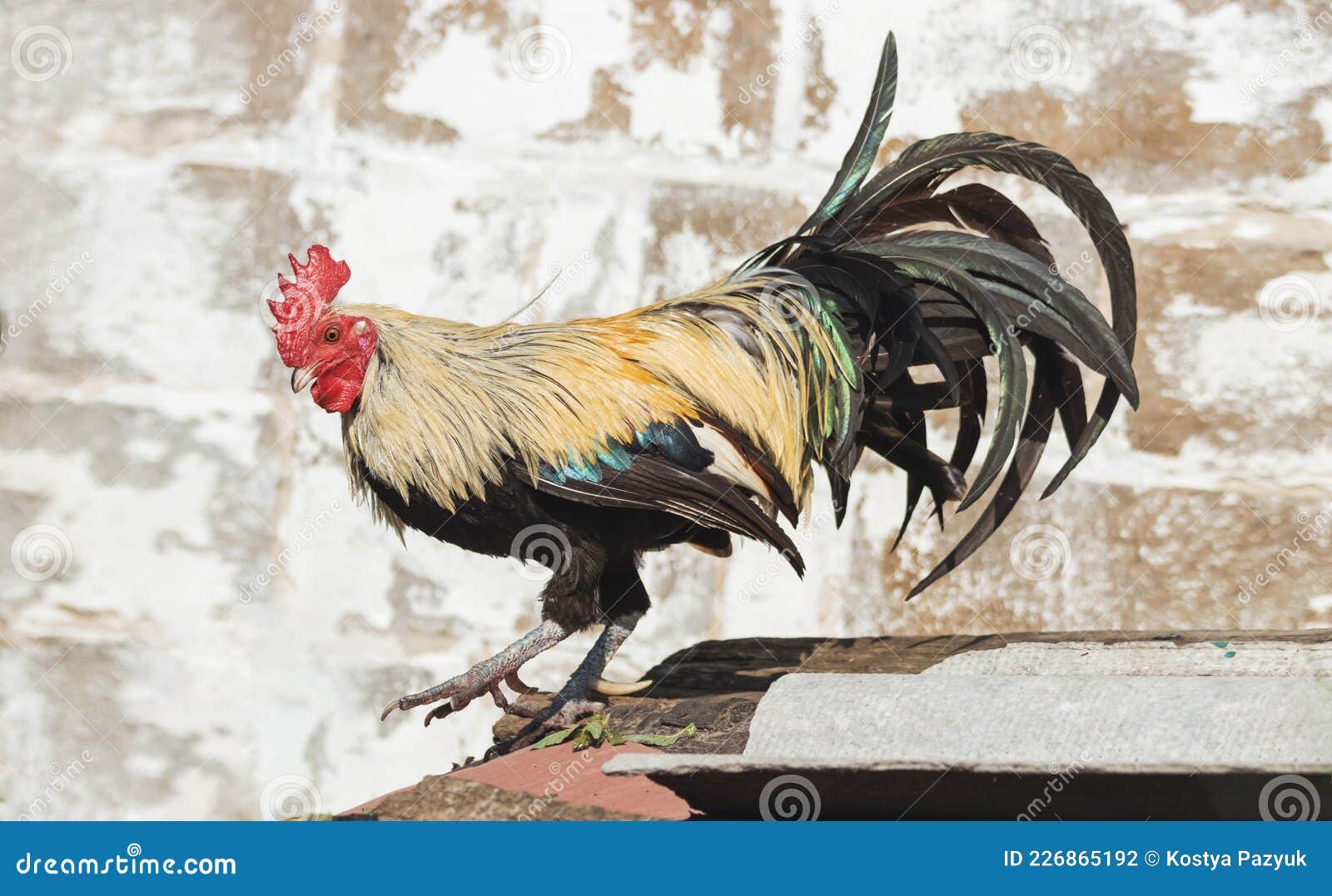 Gallo De Cola Larga Y Hermosa Foto de archivo - Imagen de aislante ...