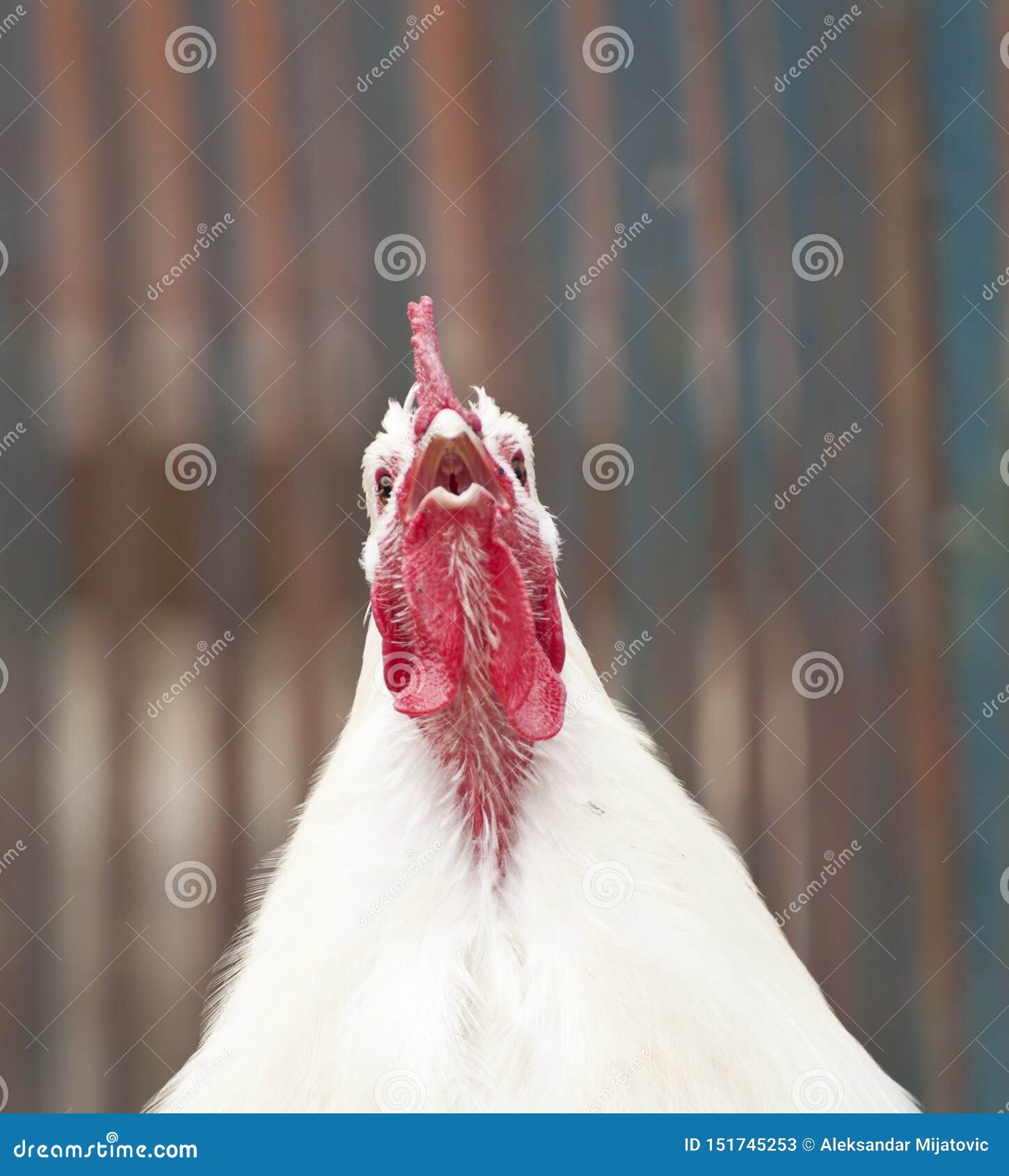 Gallo de griter?o imagen de archivo. Imagen de temprano - 151745253