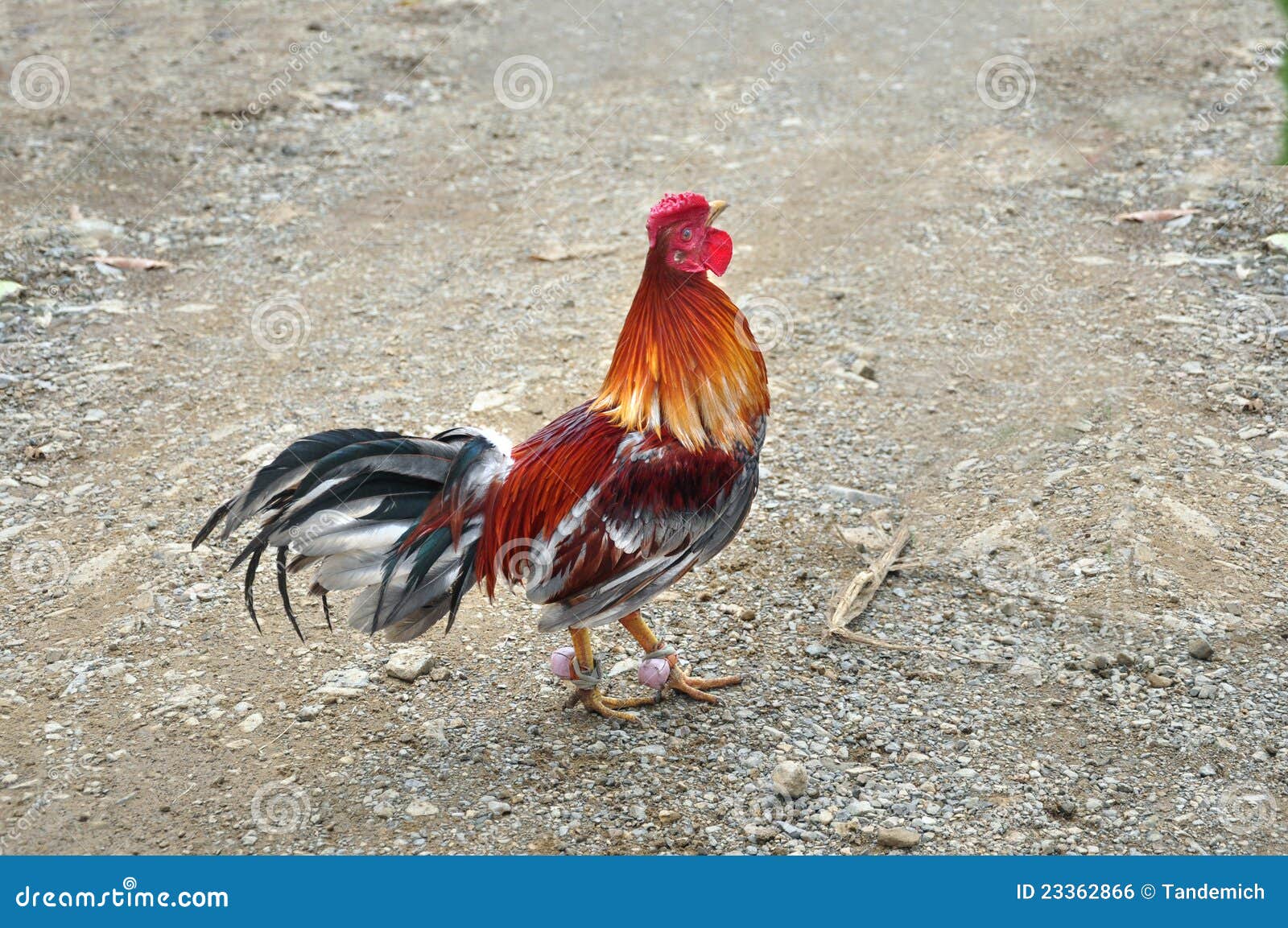 Gallo De Pelea Imagen de archivo libre de regalías - Imagen: 23362866