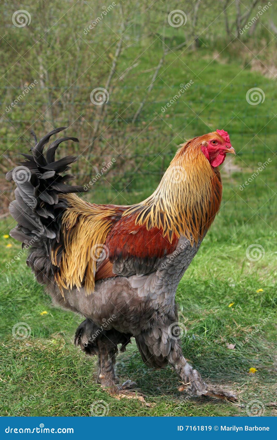 Gallo De Pyle Brahma Del Limón Imagen de archivo - Imagen de hierba ...