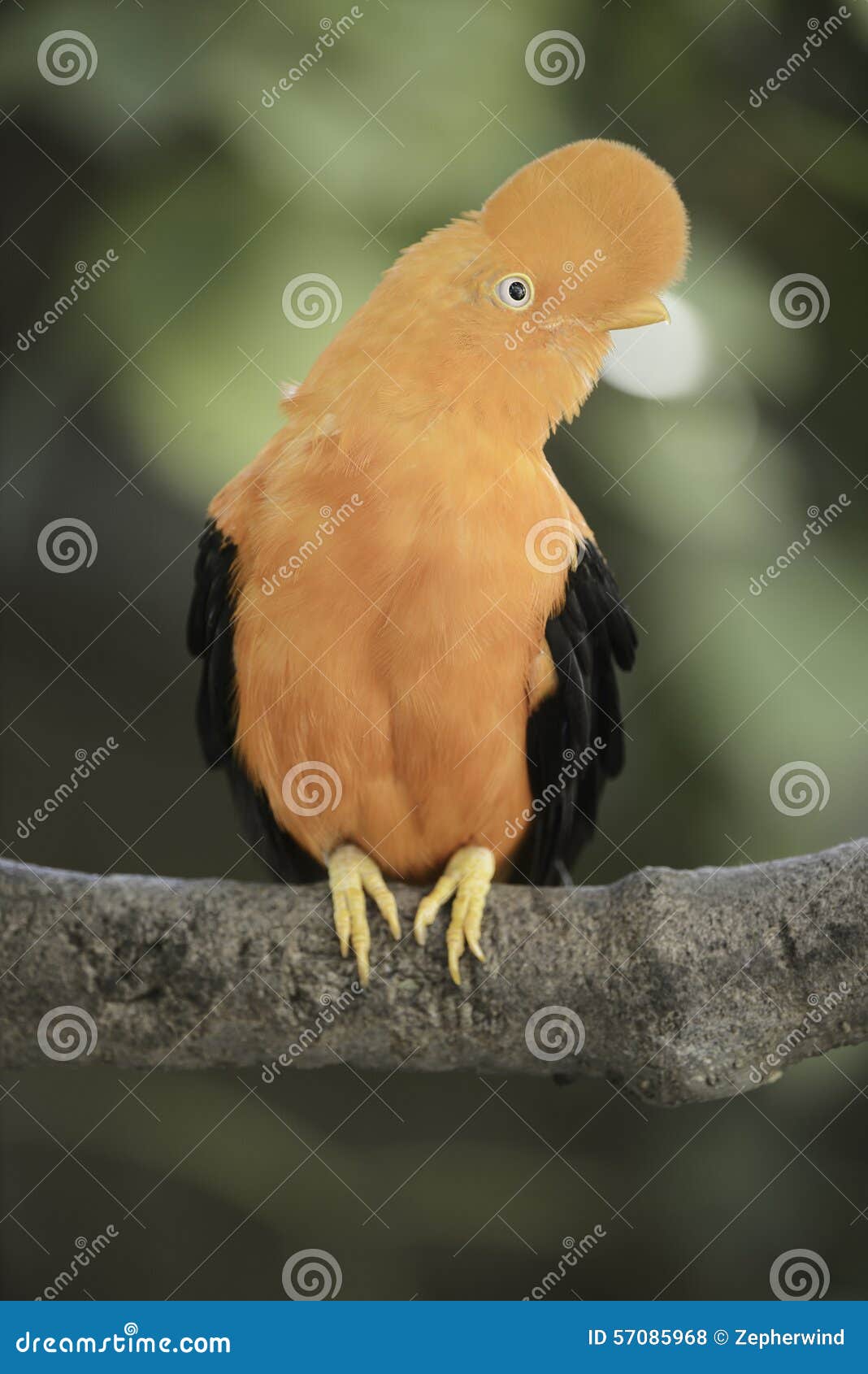 Gallo-de--roca andina foto de archivo. Imagen de roca - 57085968