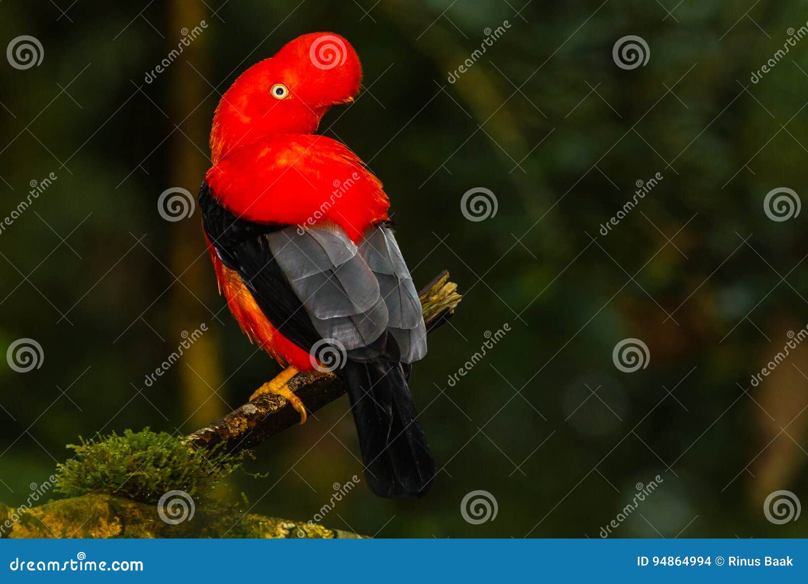 Gallo-de--roca andina foto de archivo. Imagen de reserva - 94864994