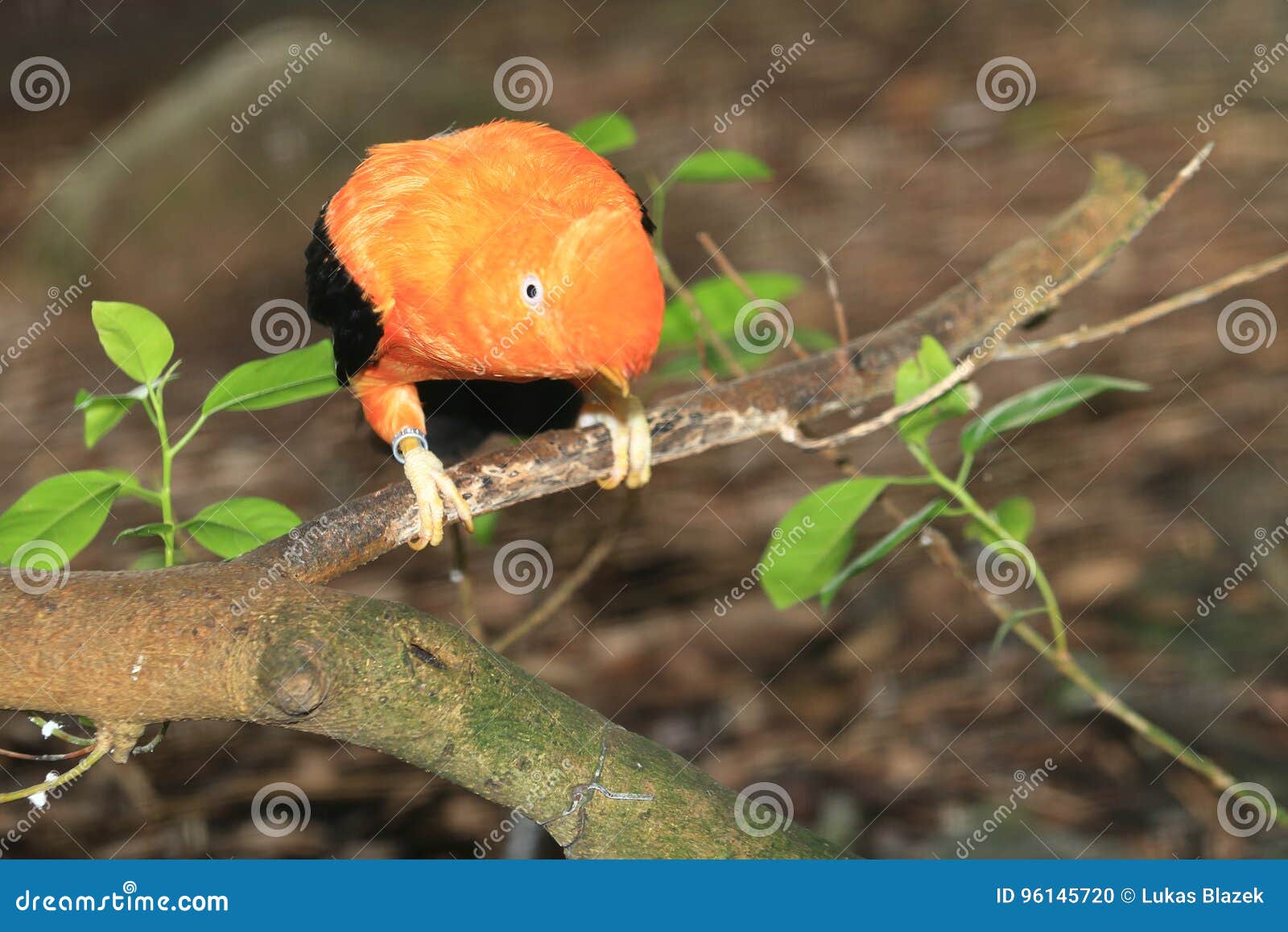 Gallo-de--roca andina foto de archivo. Imagen de america - 96145720