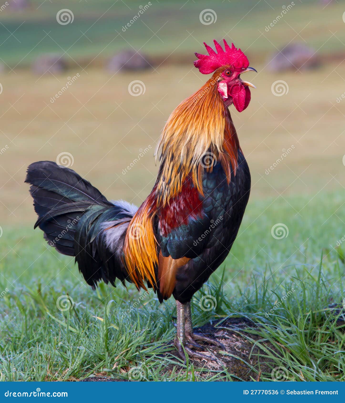 Gallo del canto foto de archivo. Imagen de colorido, agricultura - 27770536
