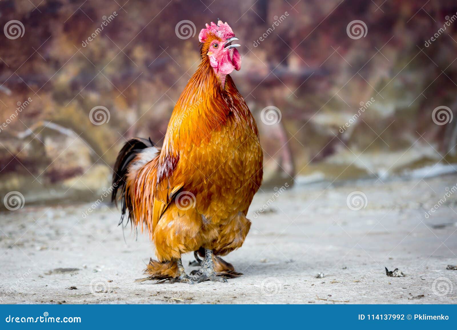 Gallo del enano rojo foto de archivo. Imagen de pluma - 114137992