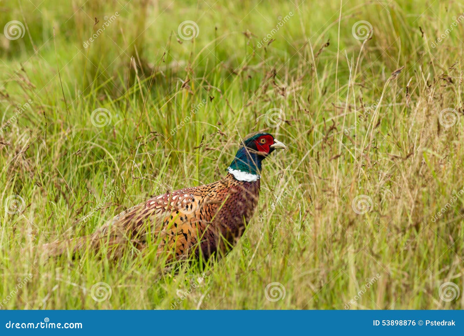 Gallo del faisán foto de archivo. Imagen de juego, plumaje - 53898876
