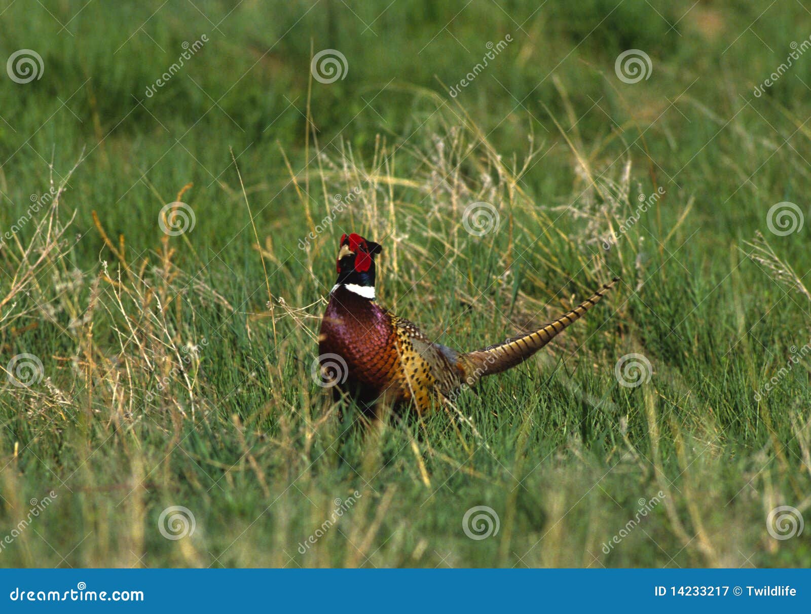 Gallo Del Faisán De Ringnecked Imagen de archivo - Imagen de colorido ...