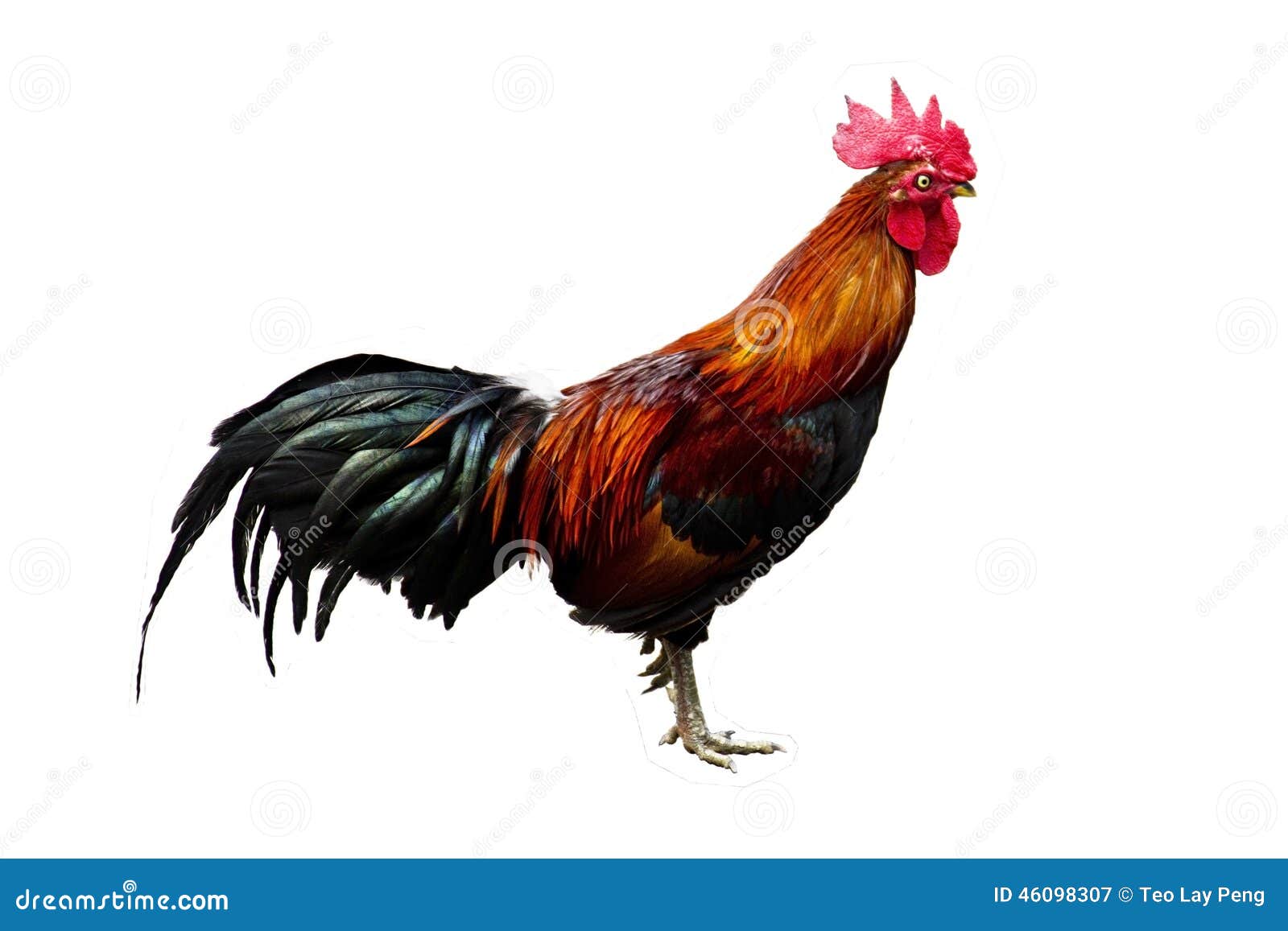 Gallo del pollo imagen de archivo. Imagen de ganado, poultry - 46098307