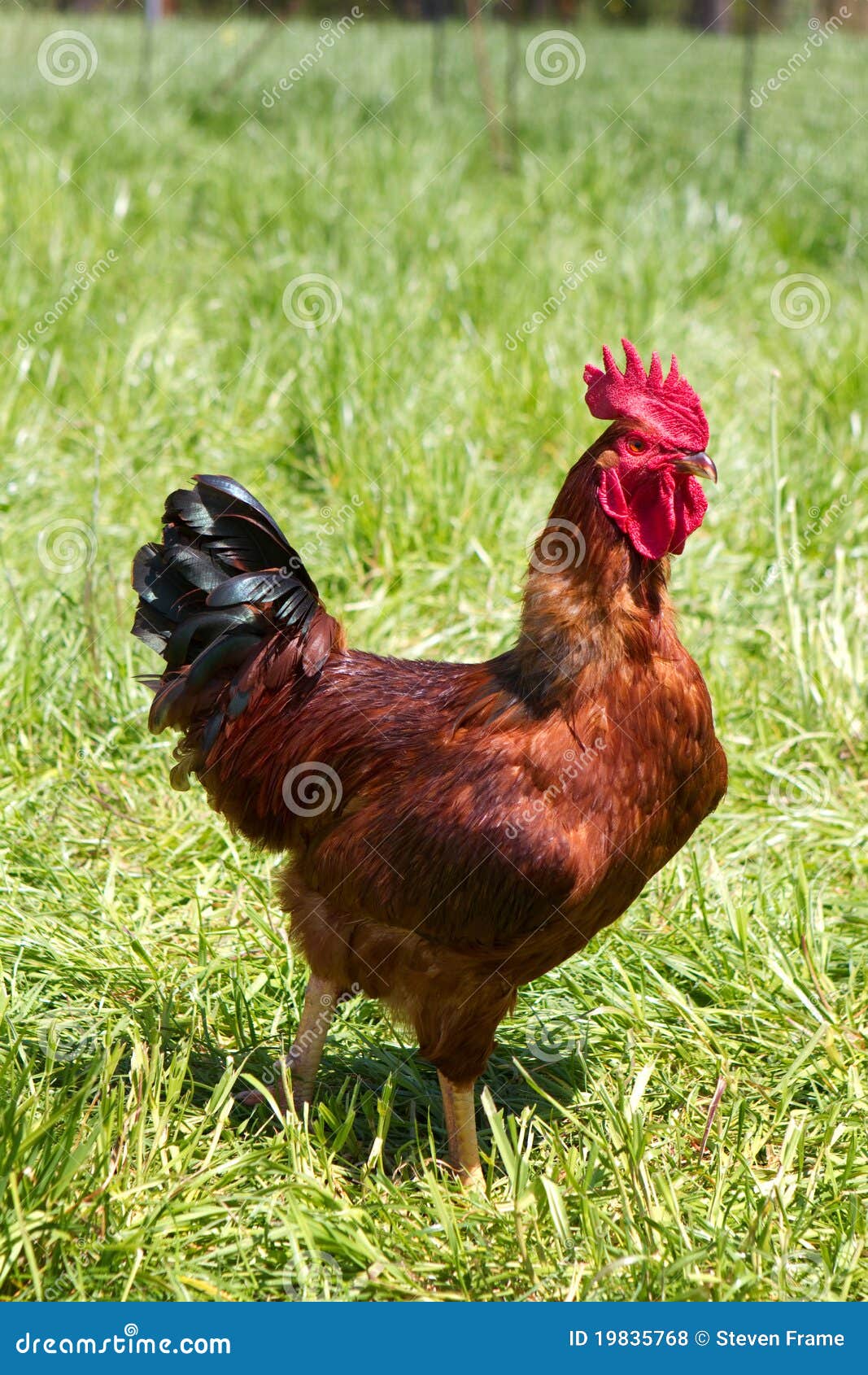 Gallo Del Rojo De Rhode Island Foto de archivo - Imagen de gallo ...