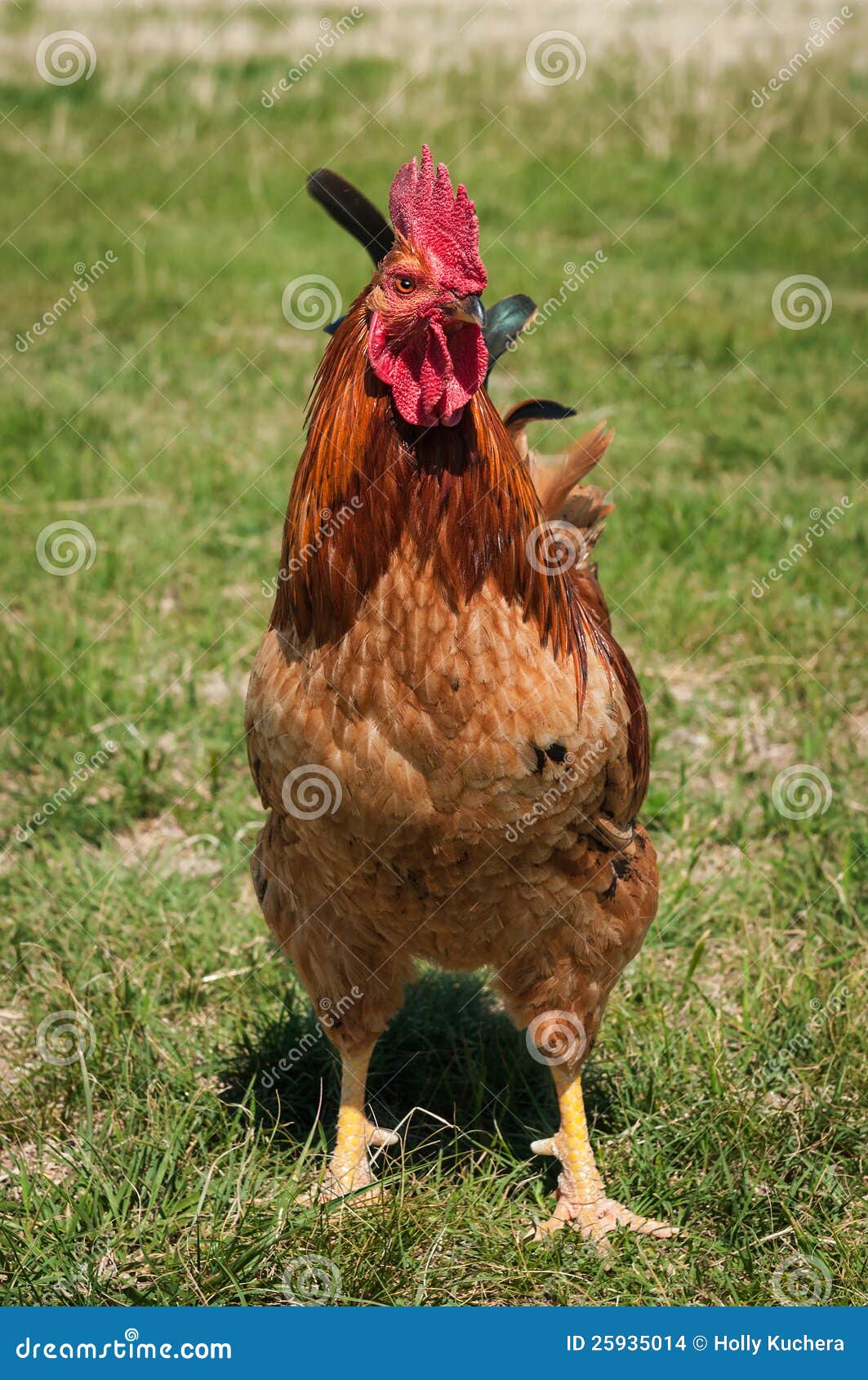 Gallo Del Rojo De Rhode Island En La Hierba Foto de archivo - Imagen de ...