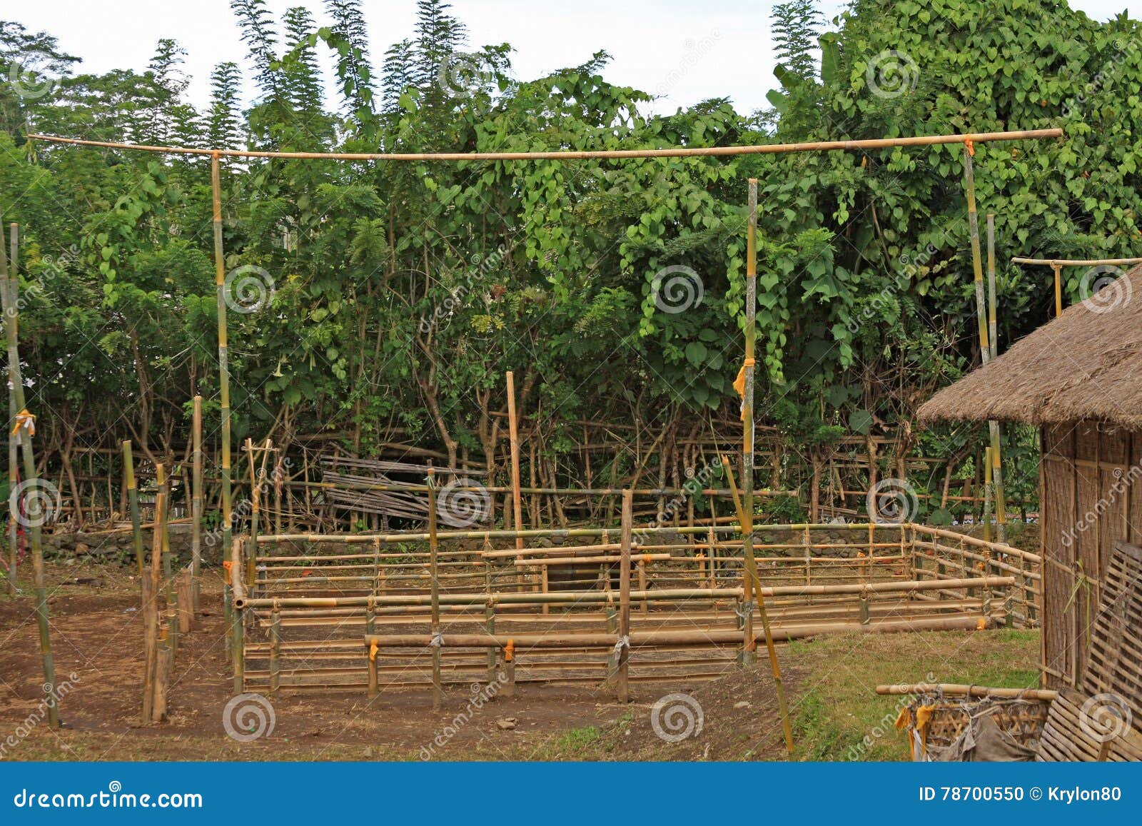 Gallo Di Combattimento Ring Bali Fotografia Stock - Immagine di animali ...