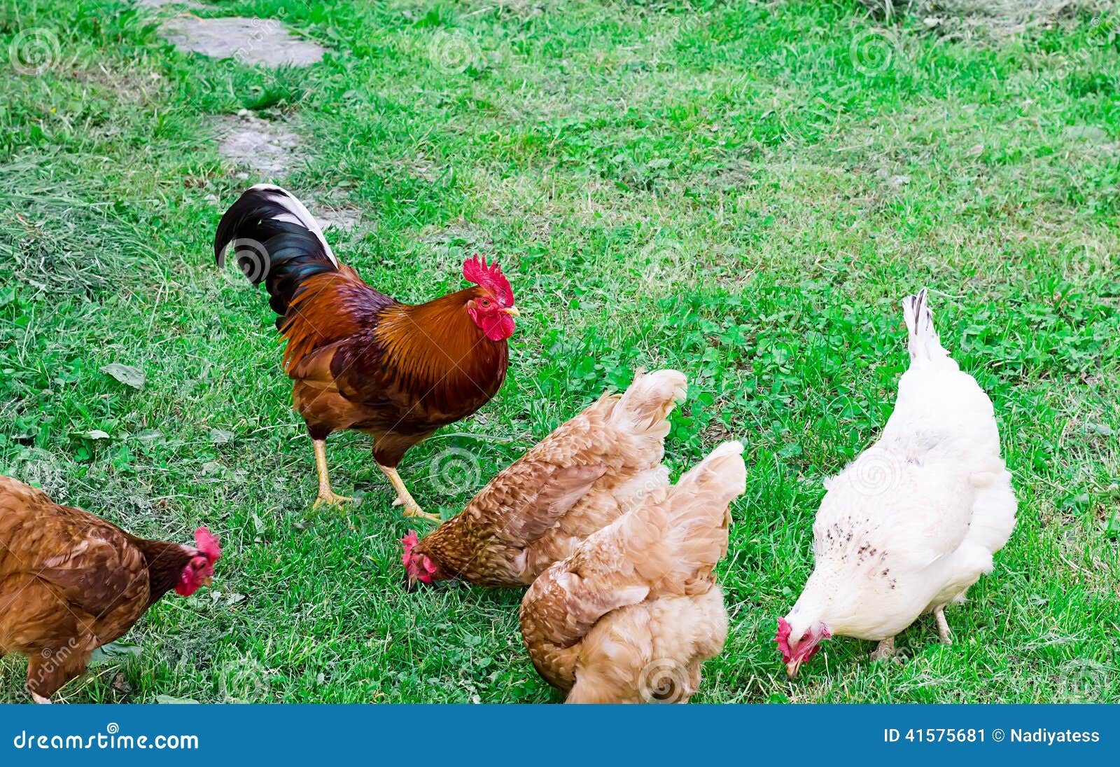 Gallo e pollo immagine stock. Immagine di carne, uovo - 41575681