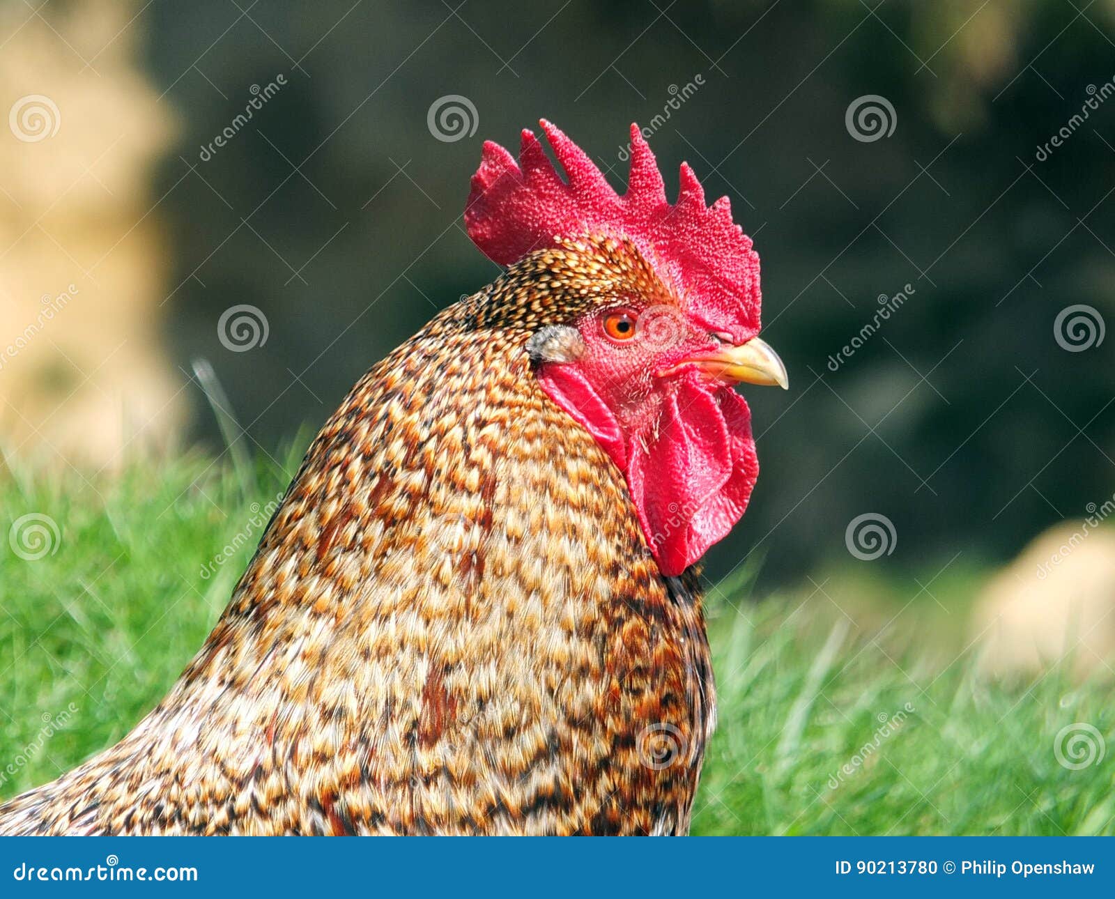 Gallo en perfil foto de archivo. Imagen de granjas, cubo - 90213780