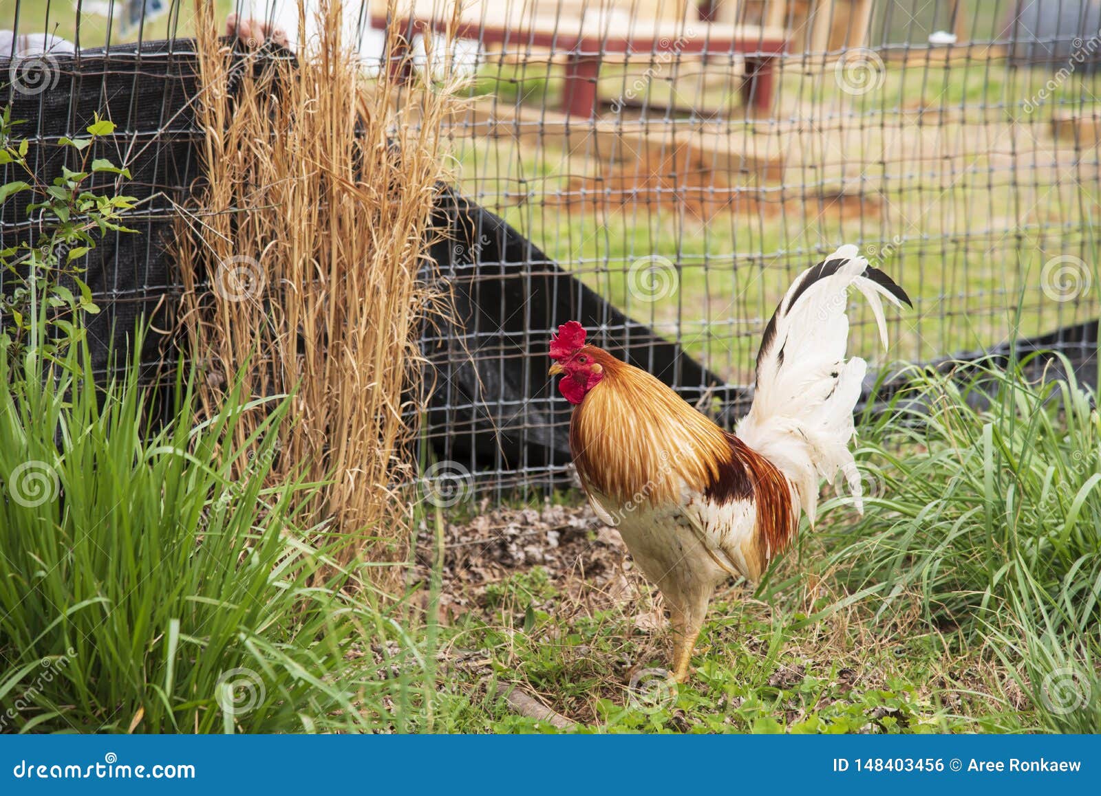 Gallo Gallo en una granja foto de archivo. Imagen de gallo - 148403456