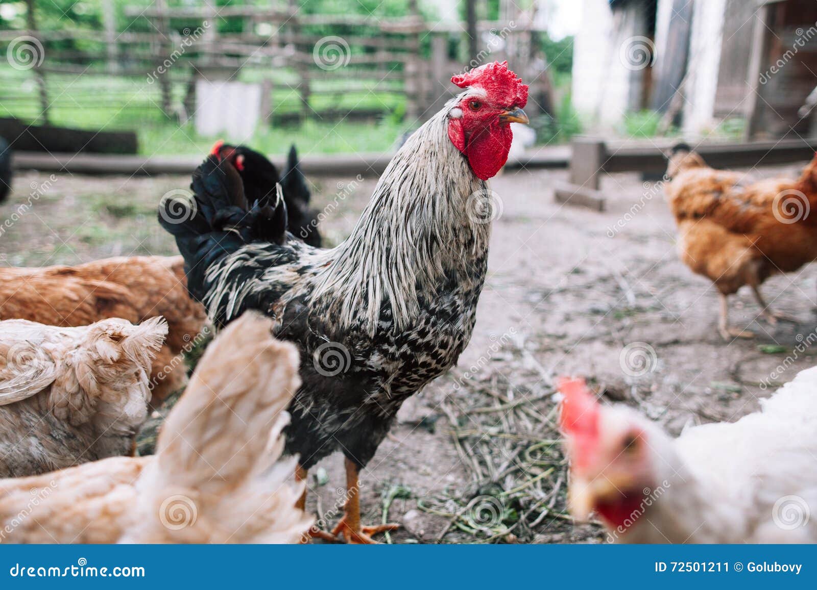 Gallo Entre Las Gallinas En Corral Imagen de archivo - Imagen de ...