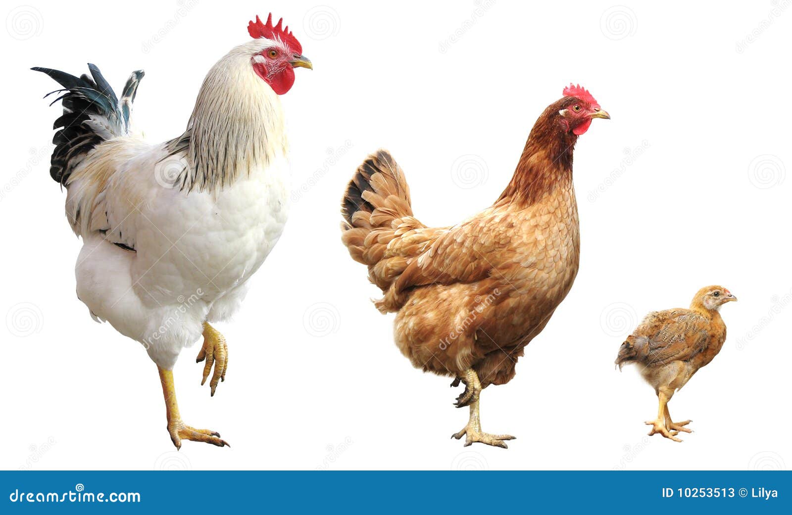 Introducir 53 Imagen Diferencia Entre Pollo Y Gallina Abzlocal Mx