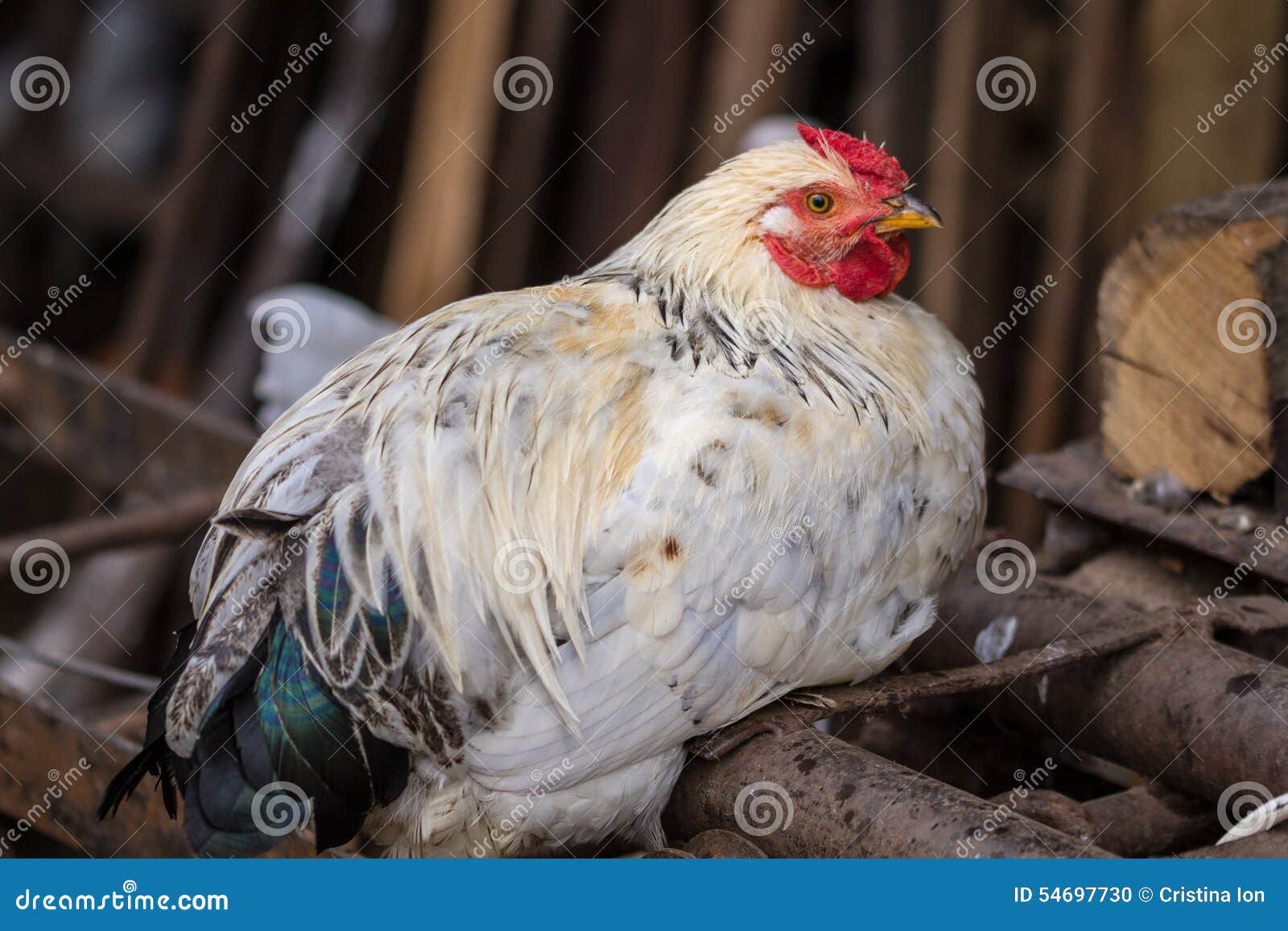 Gallo joven del brahma foto de archivo. Imagen de lindo - 54697730