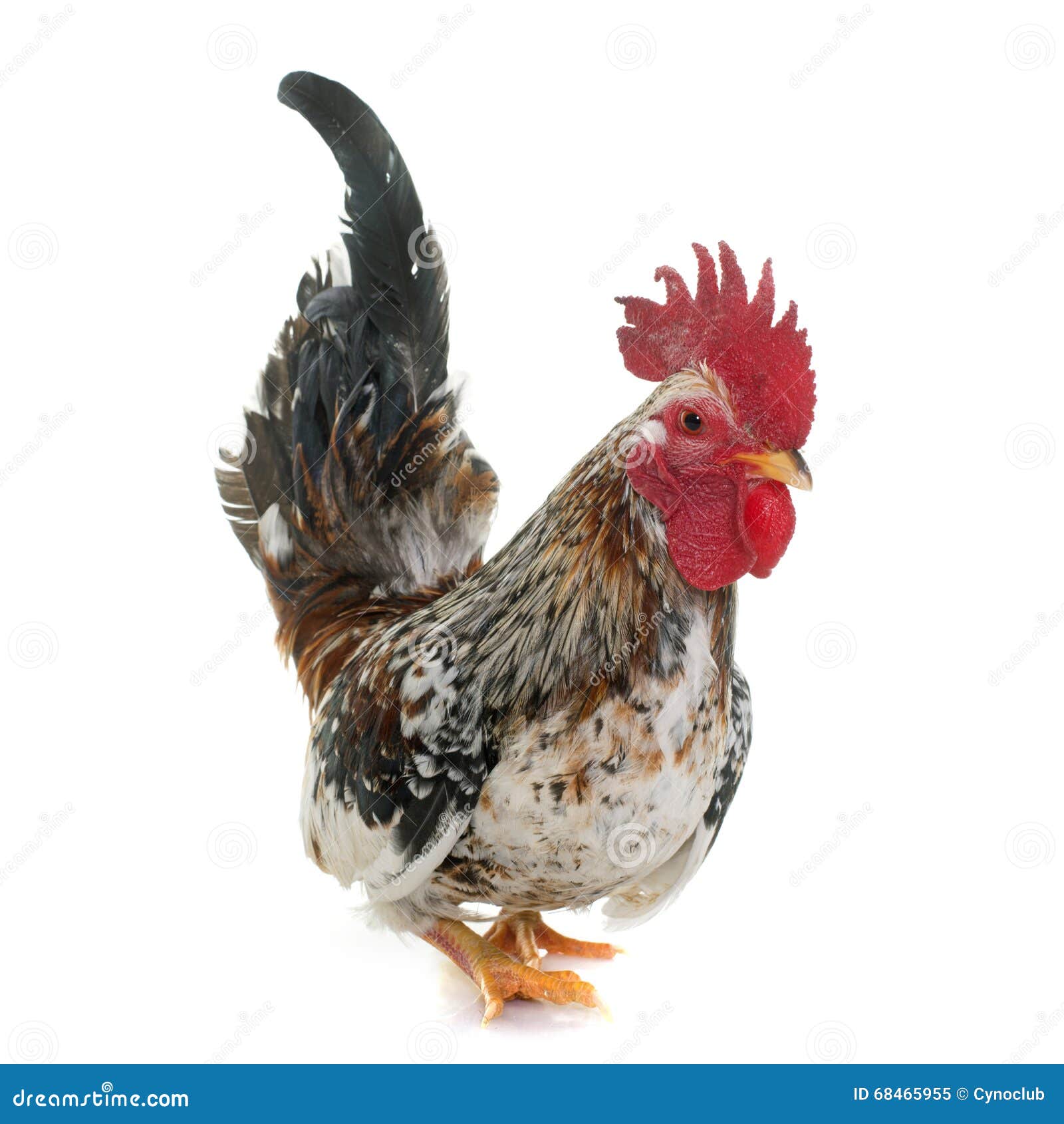 Gallo joven del serama imagen de archivo. Imagen de estudio - 68465955