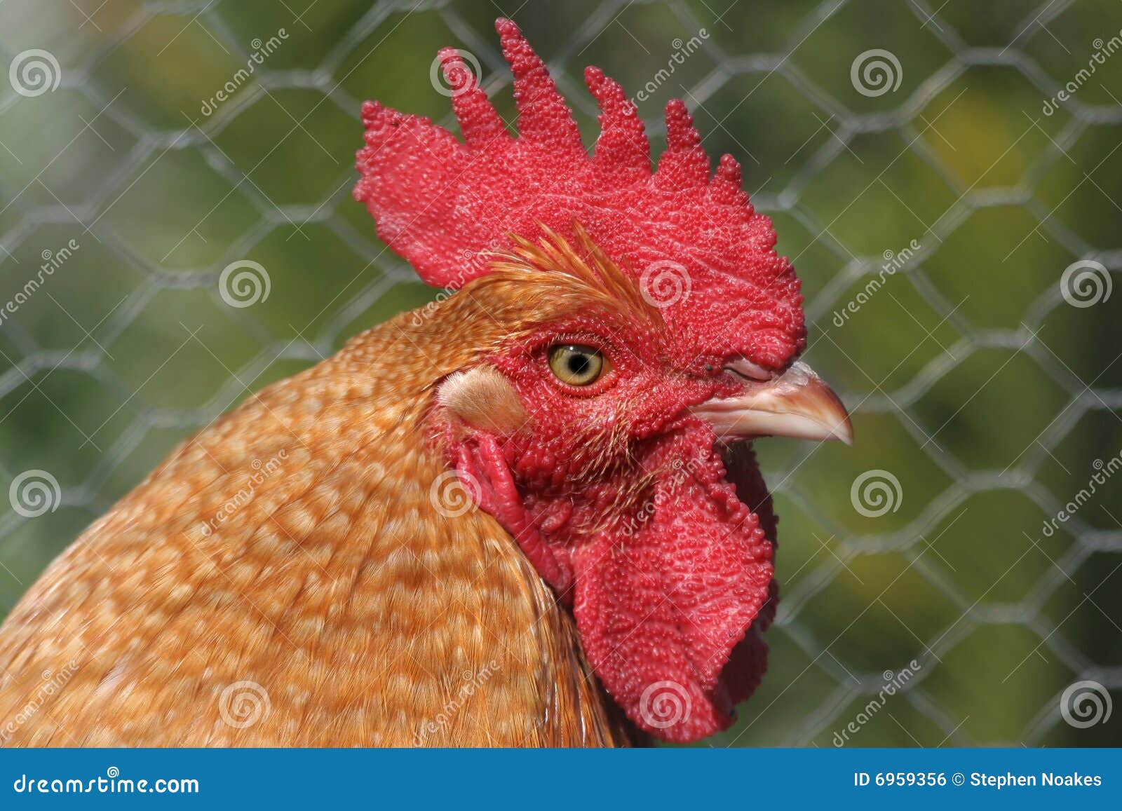 Gallo masculino foto de archivo. Imagen de peine, animal - 6959356