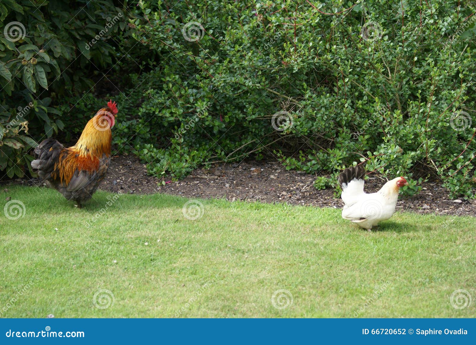 Gallo o pollo y gallina foto de archivo. Imagen de doméstico - 66720652