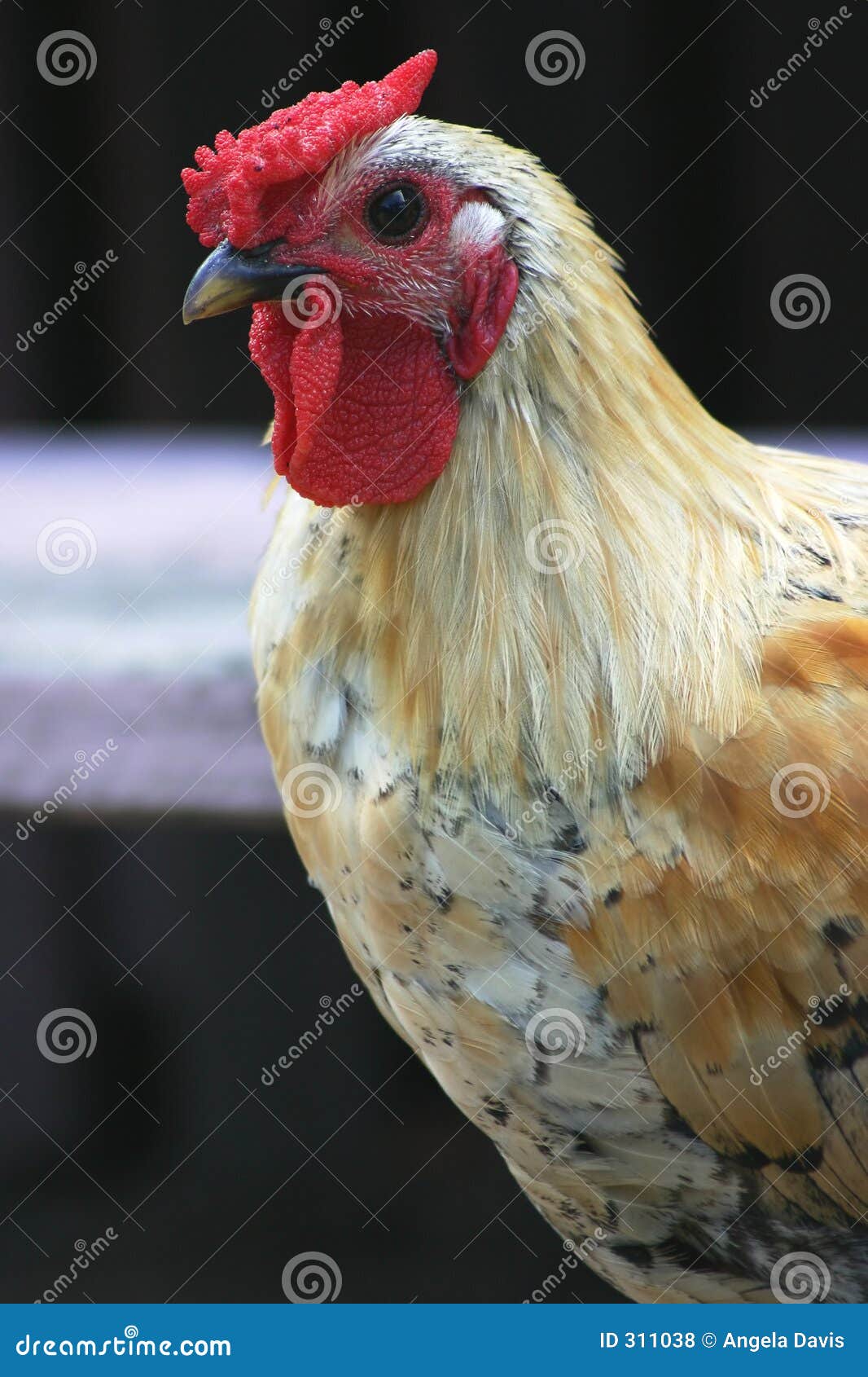 Gallo pequeno foto de archivo. Imagen de amigo, animal - 311038