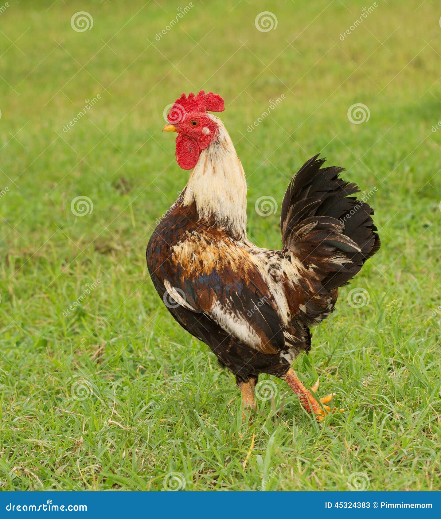 Gallo Pequeno Colorido Hermoso Imagen de archivo - Imagen de rojo, cubo ...