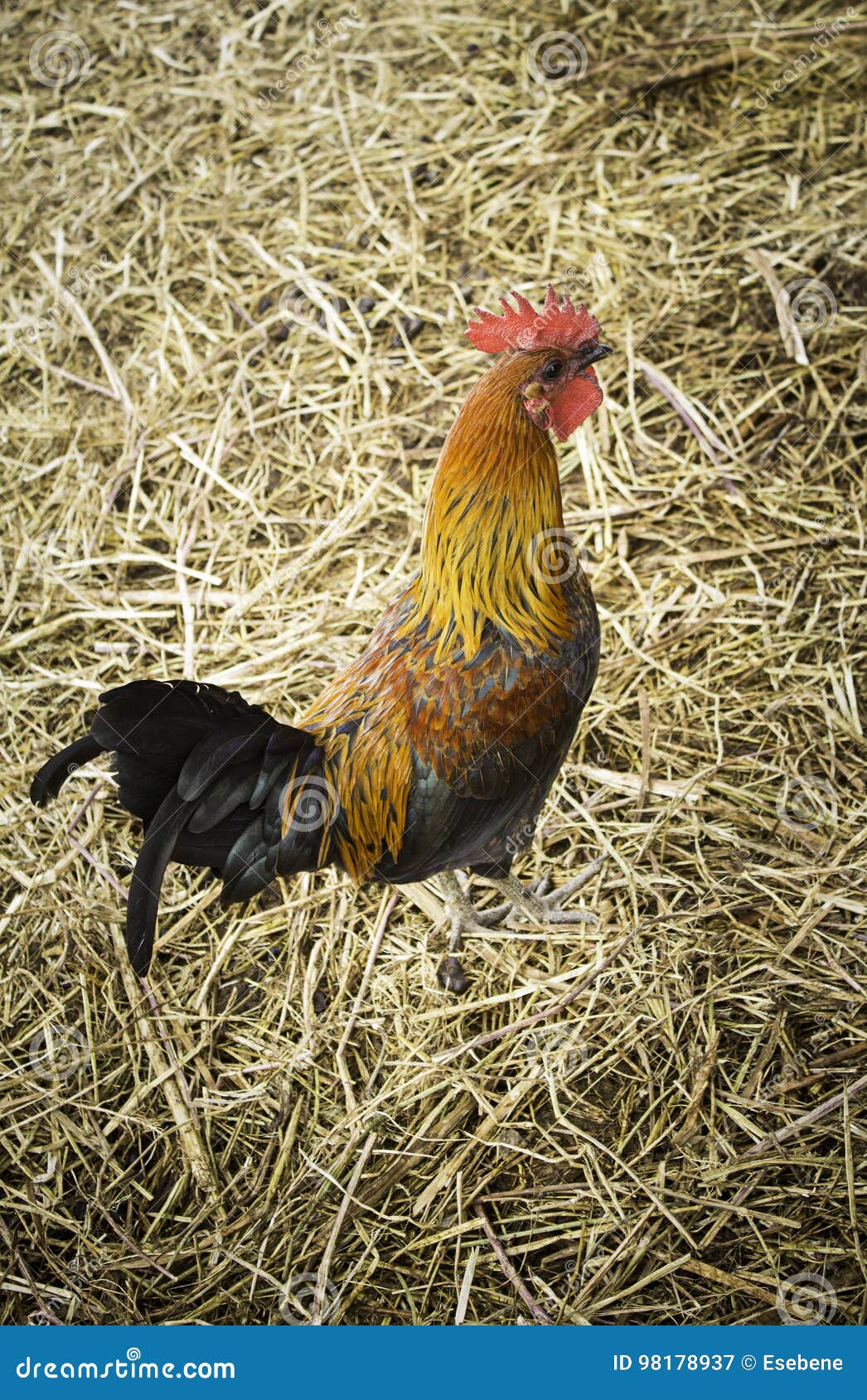 Gallo real en una granja imagen de archivo. Imagen de gallina - 98178937